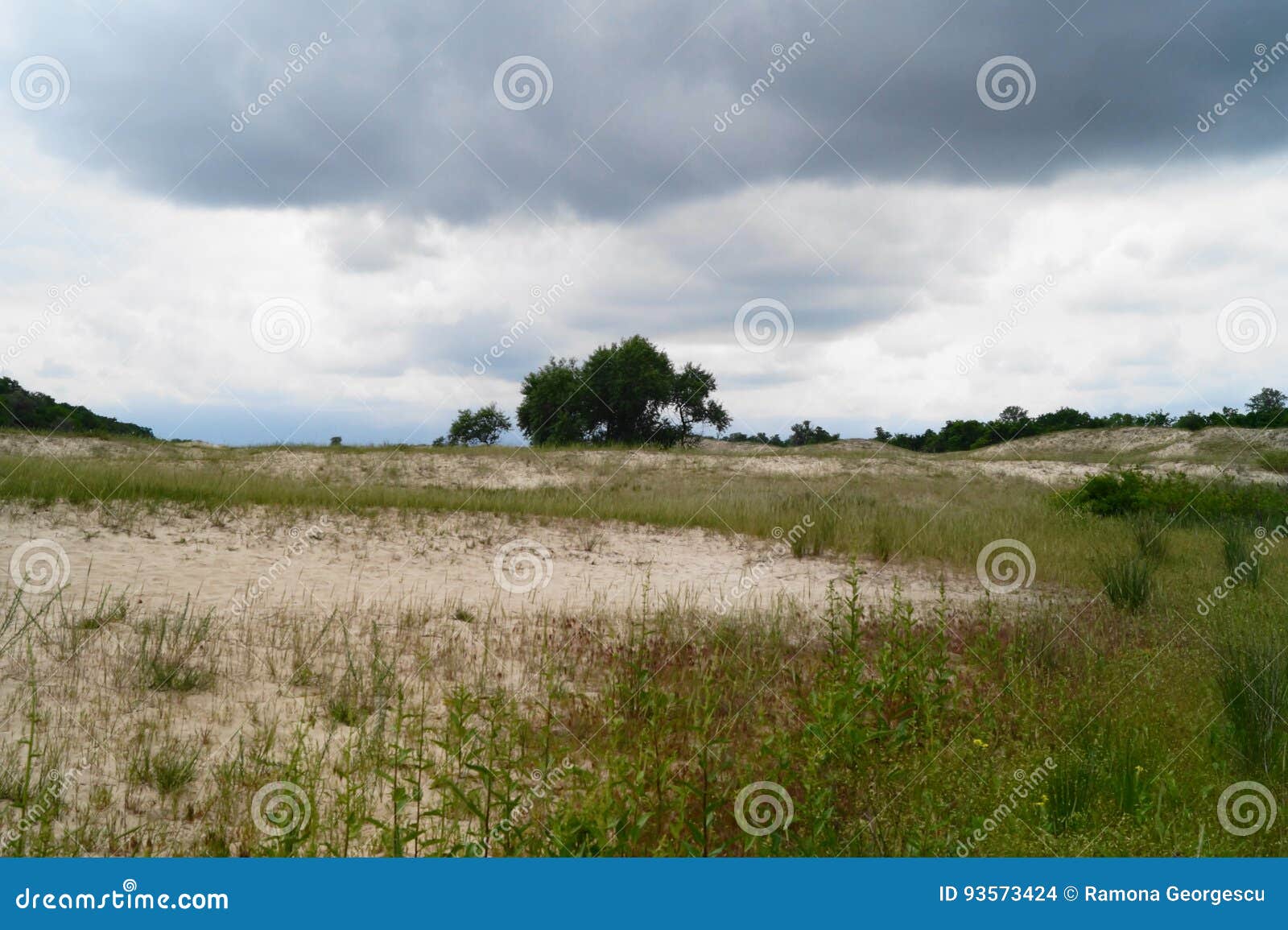 Letea Forest and White Sand Dunes, Romania Stock Photo - Image of green ...