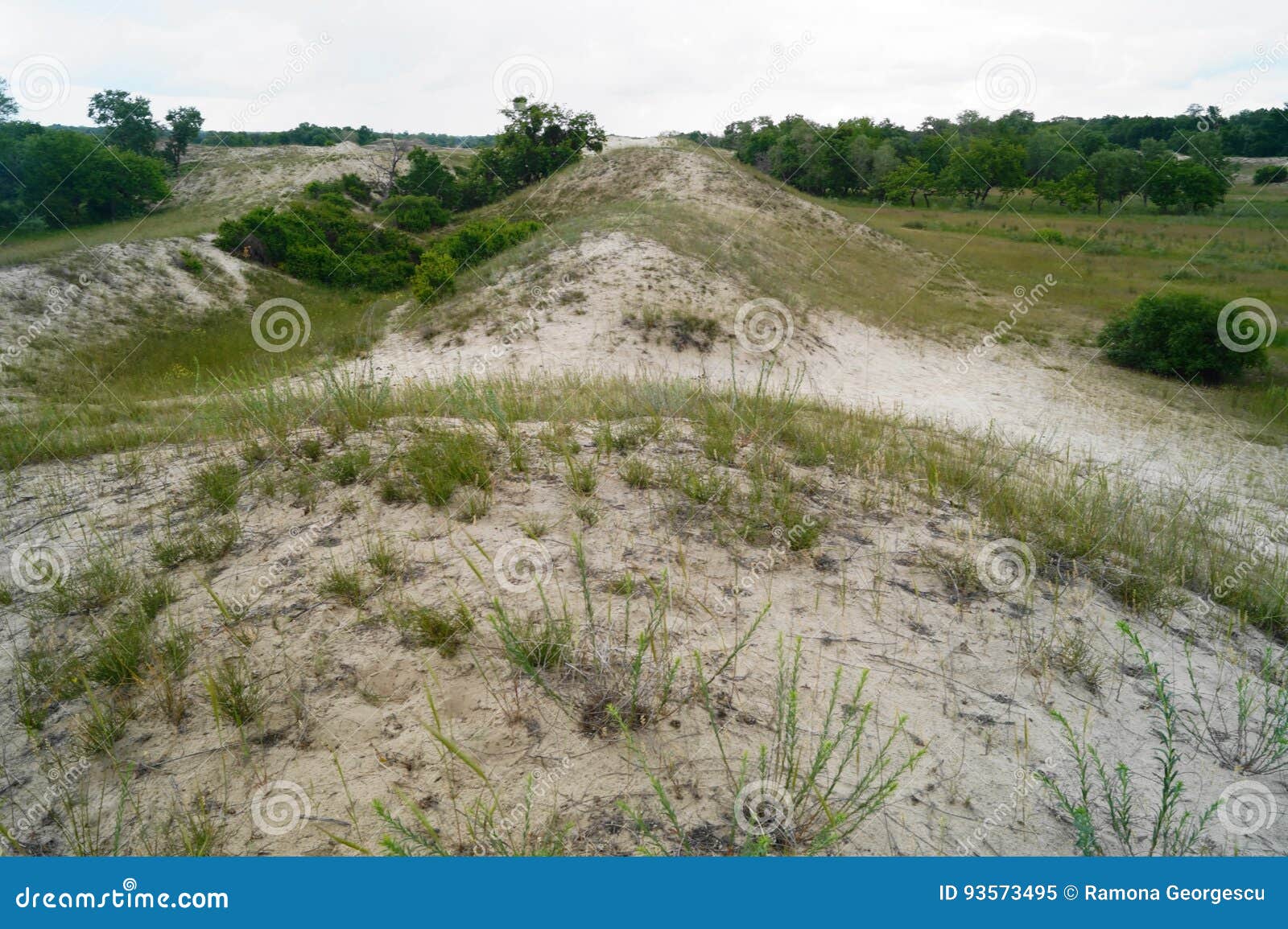 Letea Forest and White Sand Dunes, Romania Stock Image - Image of sand ...