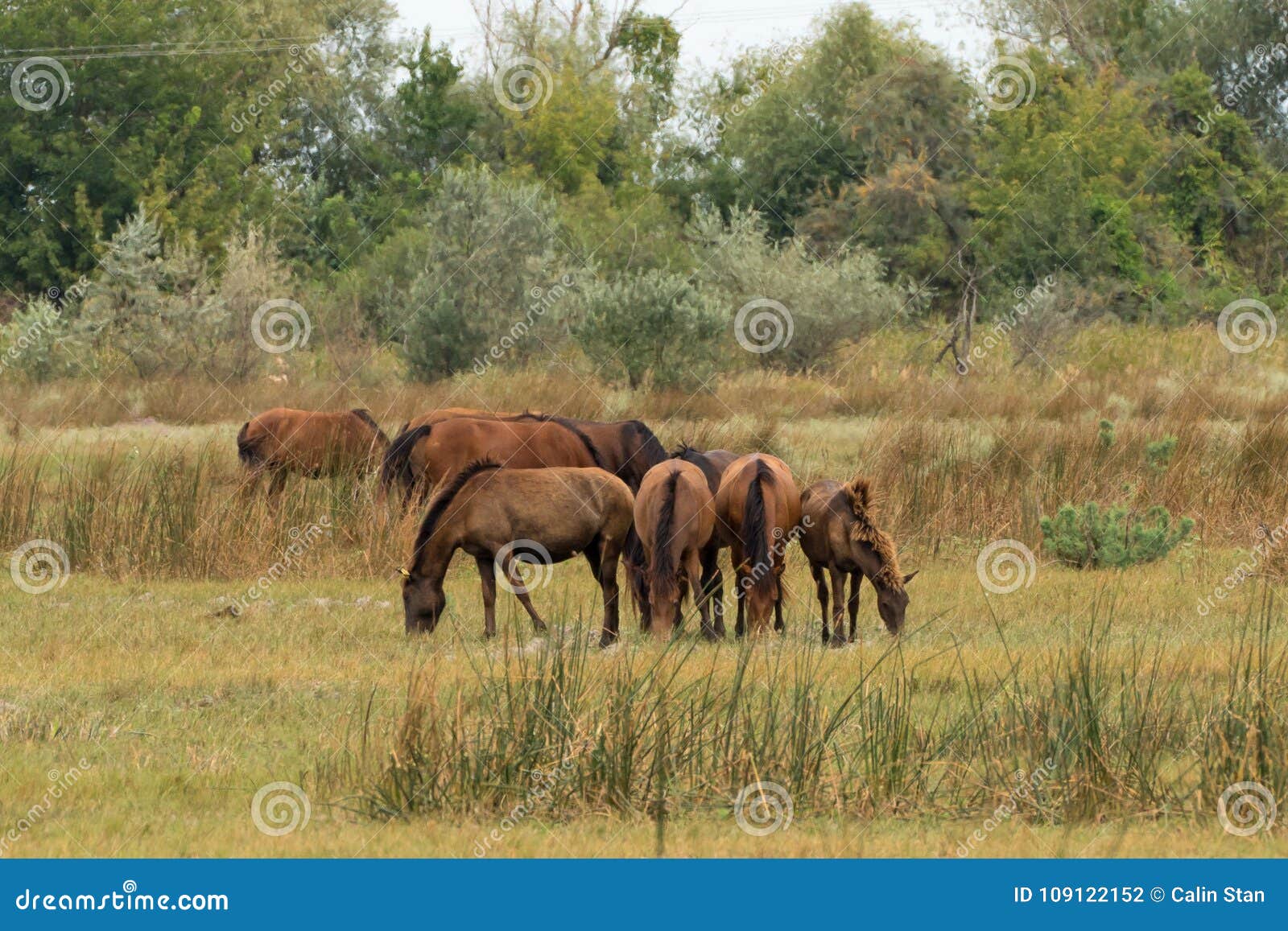Letea Wild Horses in Danube Delta Romania Stock Photo - Image of ...