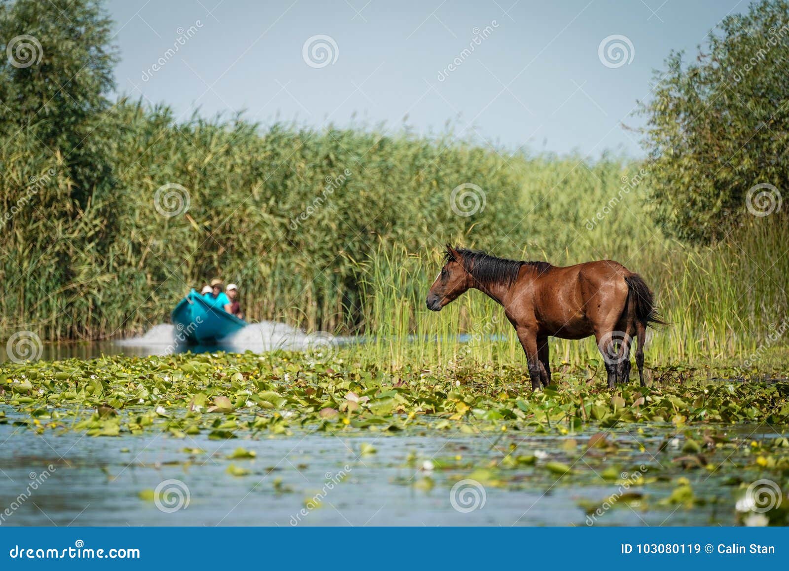 Letea Wild Horses in Danube Delta Romania Stock Image - Image of brown ...