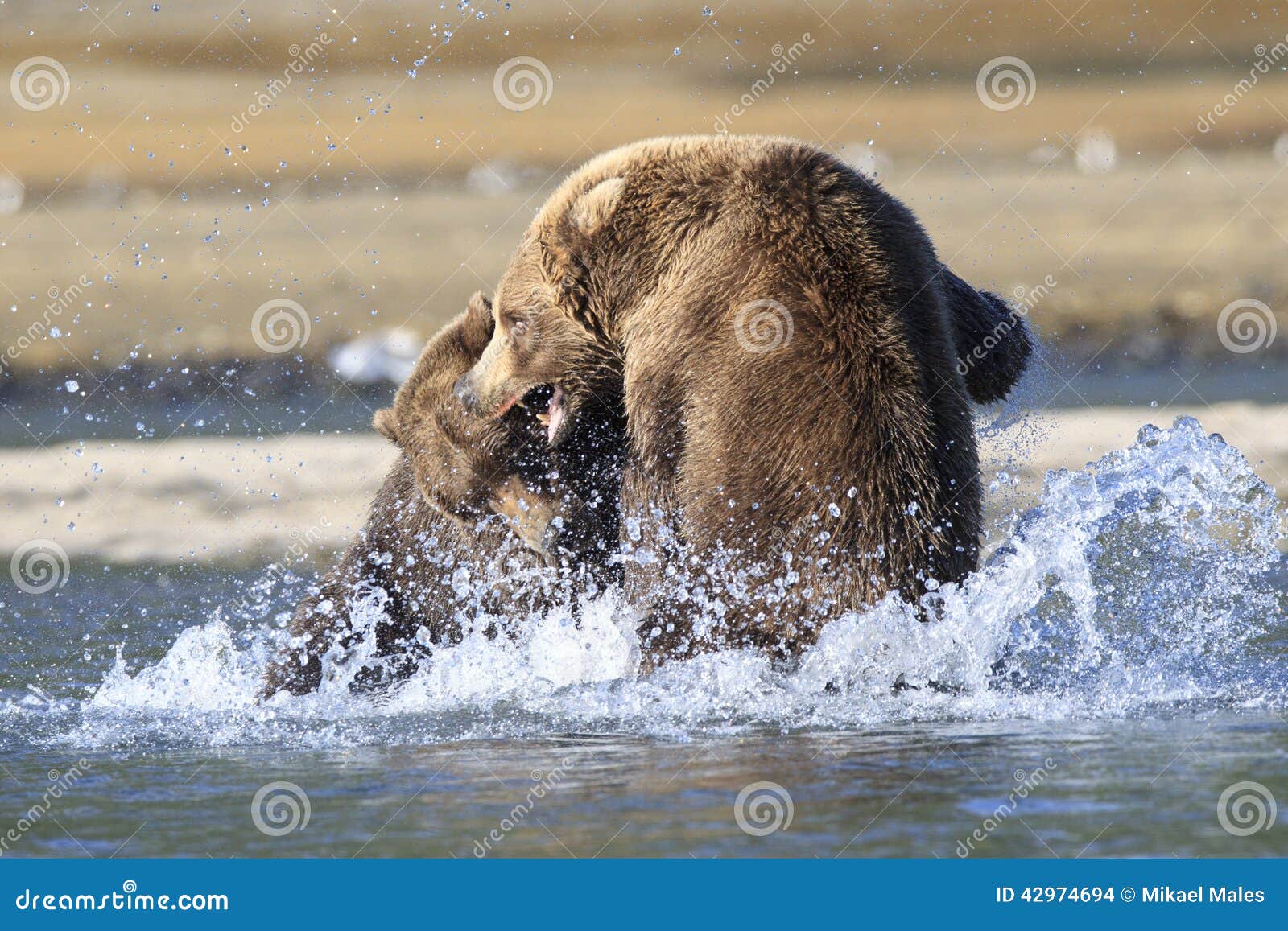 Lethal Fight between Two Bears Stock Photo - Image of injuries, claw ...