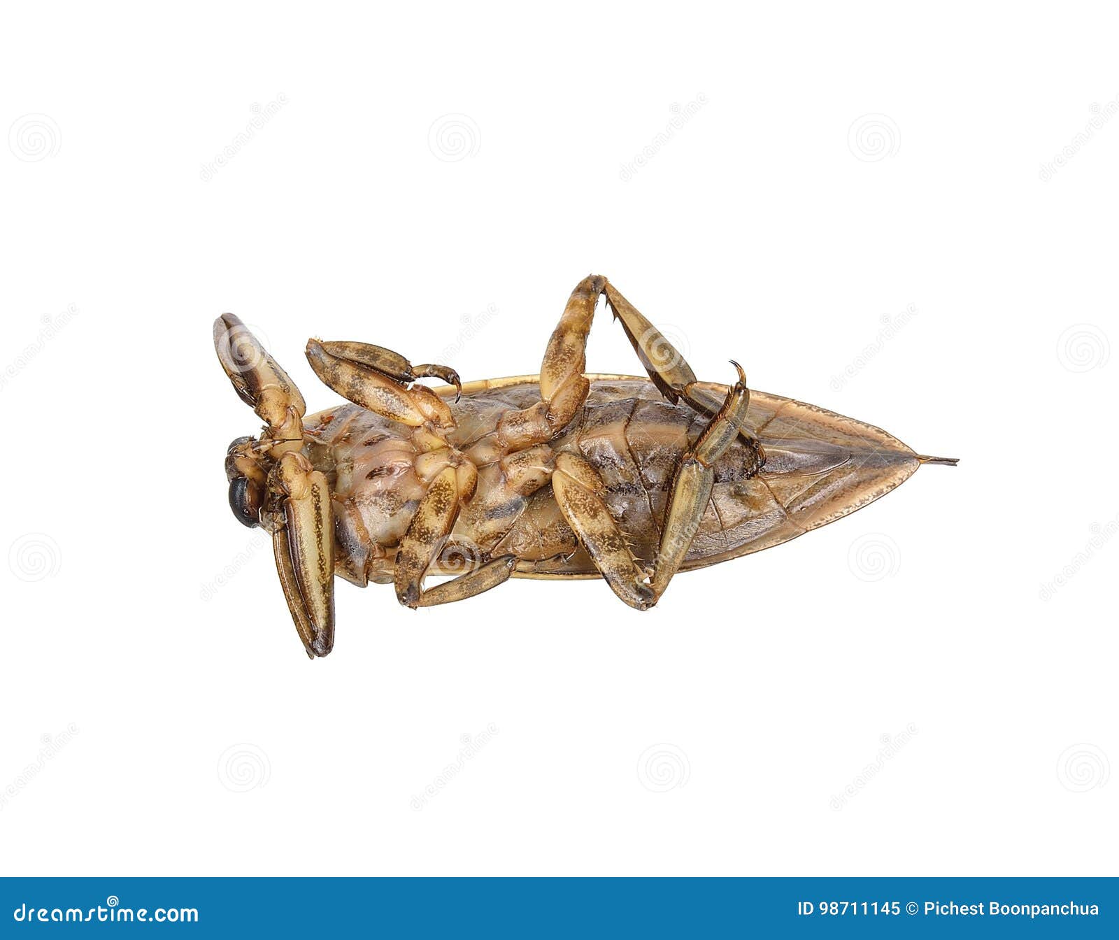 Lethocerus Indicus On White Background,giant Water Bug In Thailand ...