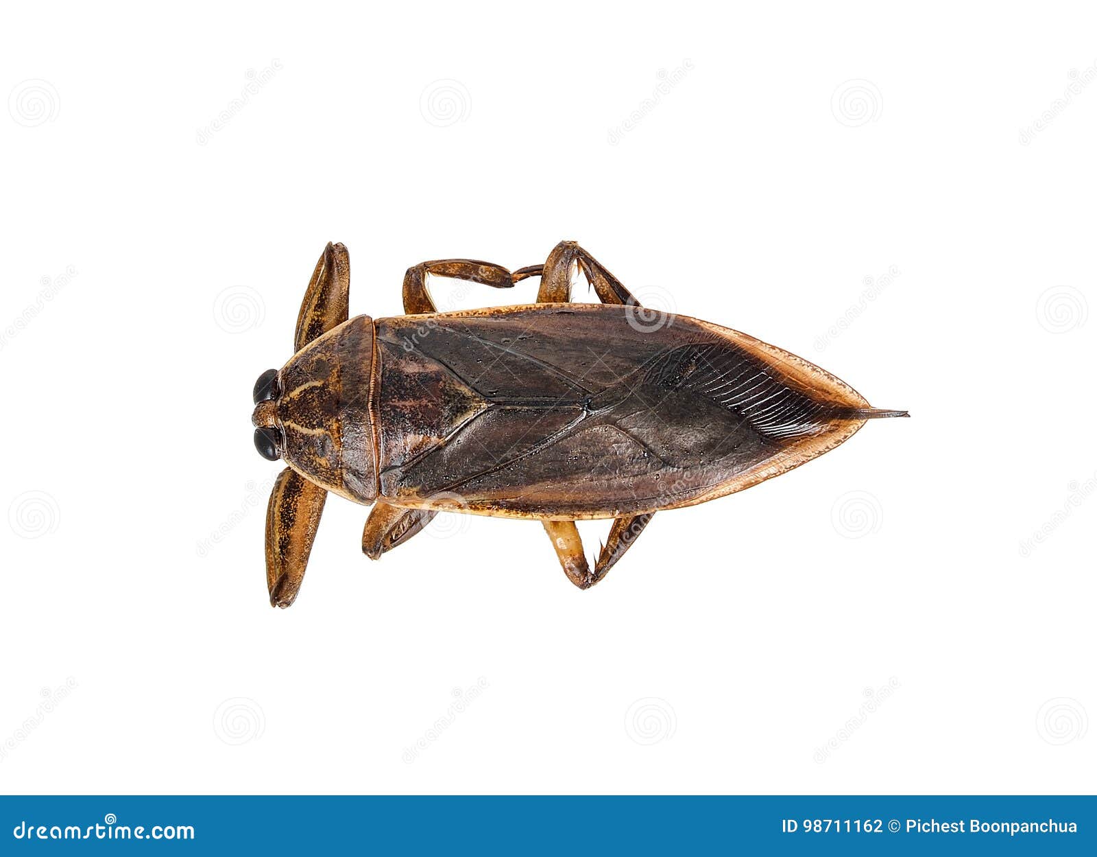 Lethocerus Indicus On White Background,giant Water Bug In Thailand ...