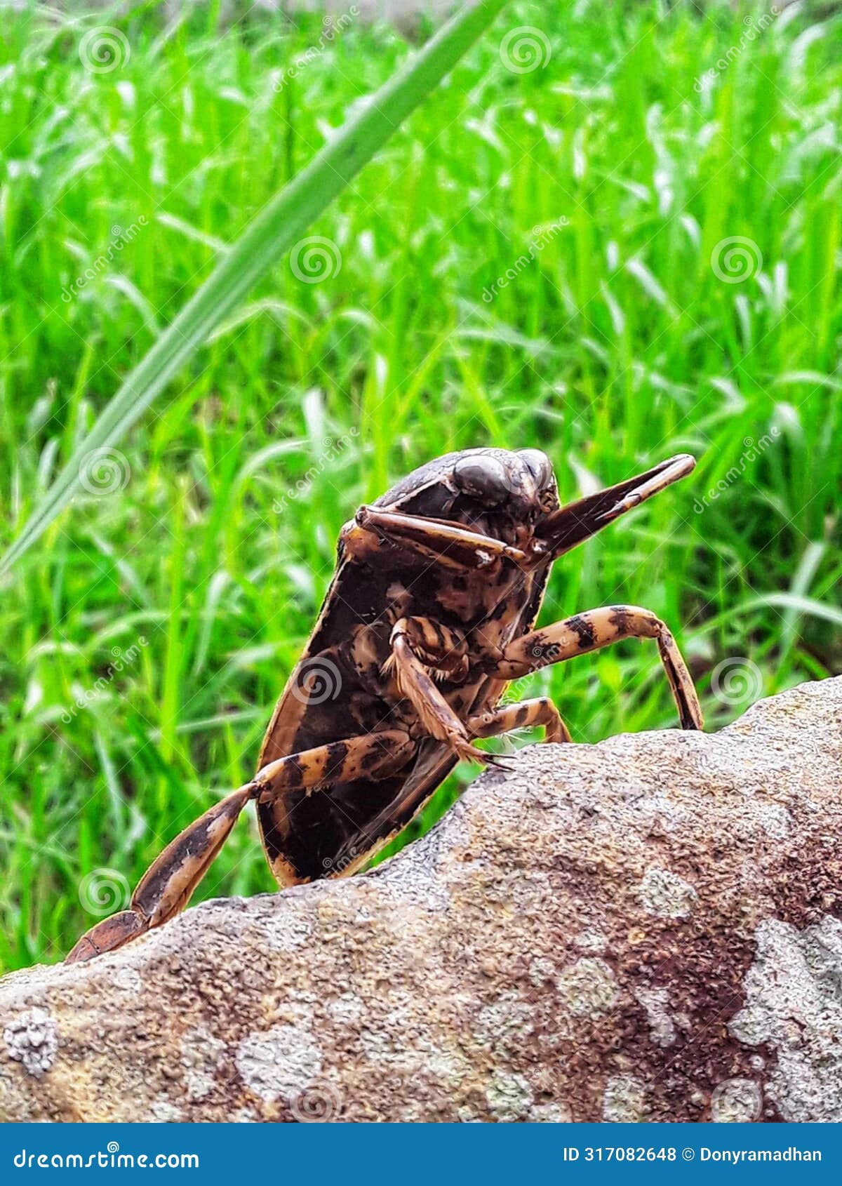 Lethocerus Indicus is a Type of Aquatic Animal that Resembles a ...