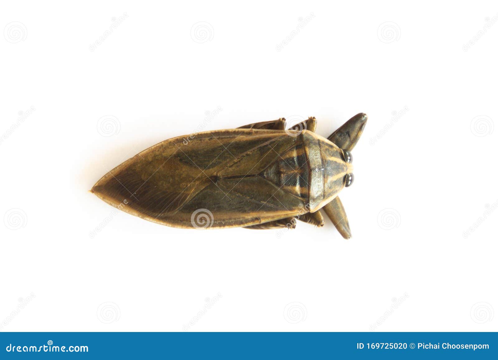 Lethocerus Indicus on White Background,giant Water Bug in Thailand ...