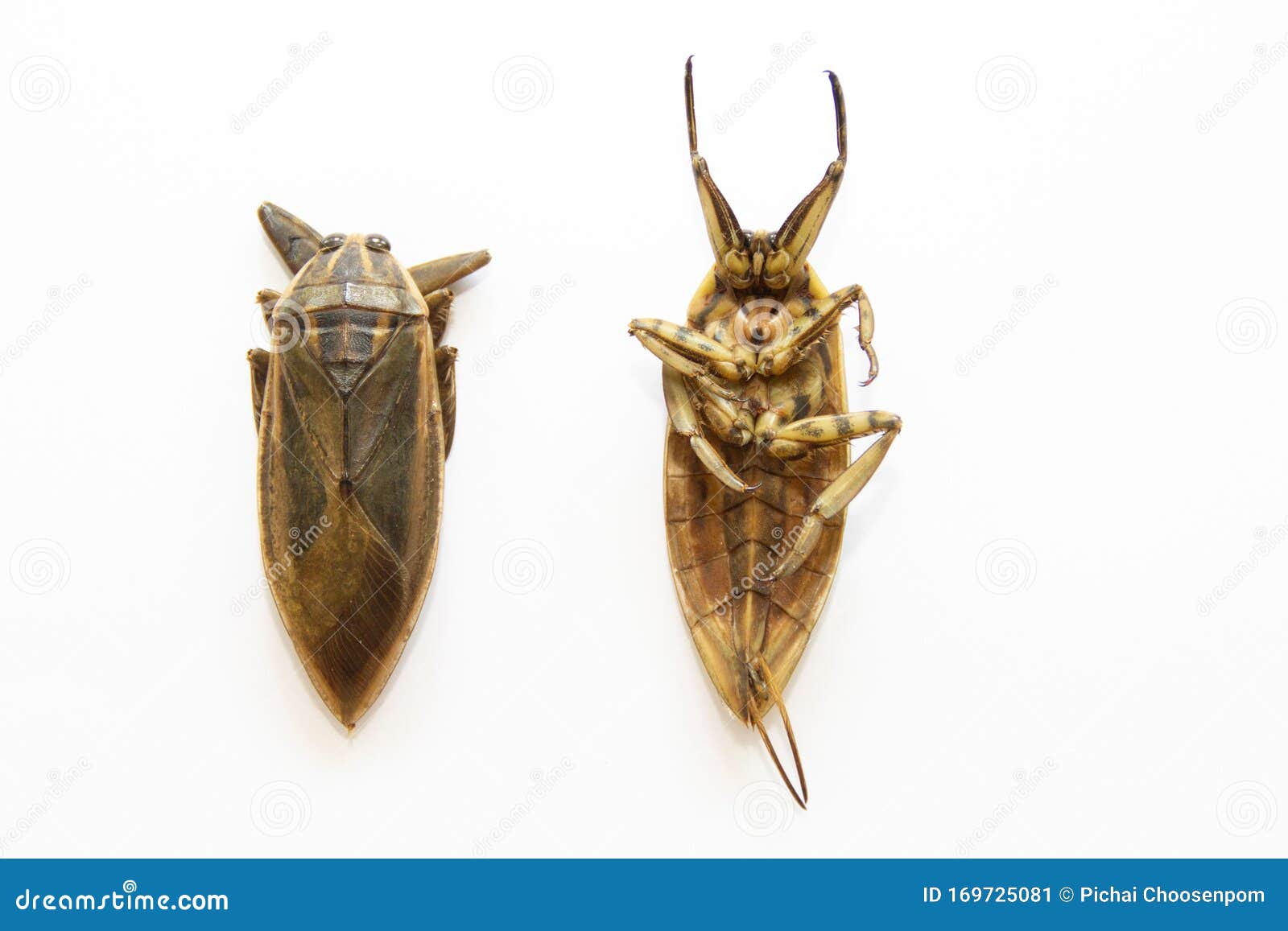 Lethocerus Indicus On White Background,giant Water Bug In Thailand ...