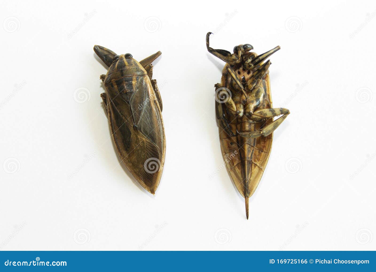Water Bug- Lethocerus Indicus Is A Giant Water Bug In The Family ...
