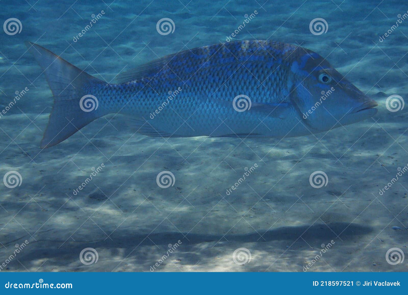 Lethrinus Nebulosus Fish, Egypt Stock Image - Image of lethrinus ...