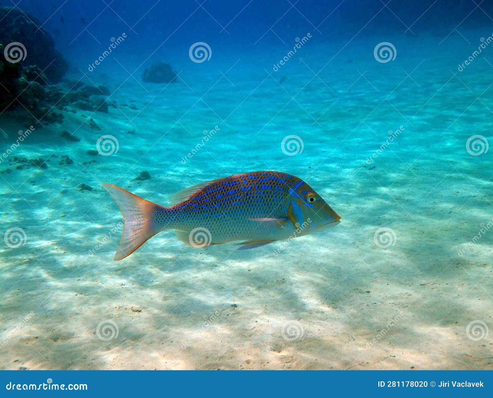 Lethrinus Nebulosus Fish, Egypt Stock Photo - Image of emperor ...