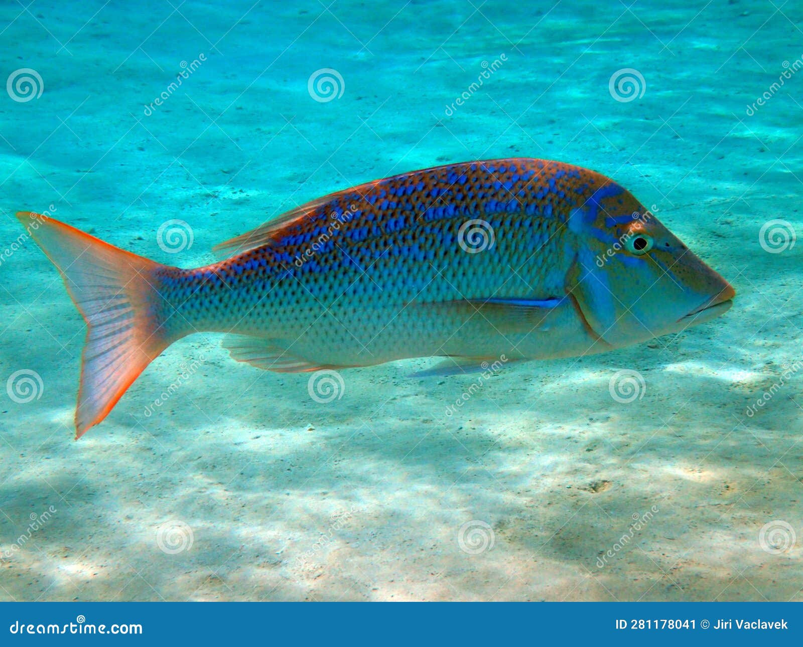 Lethrinus Nebulosus Fish, Egypt Stock Image - Image of nebulosus ...