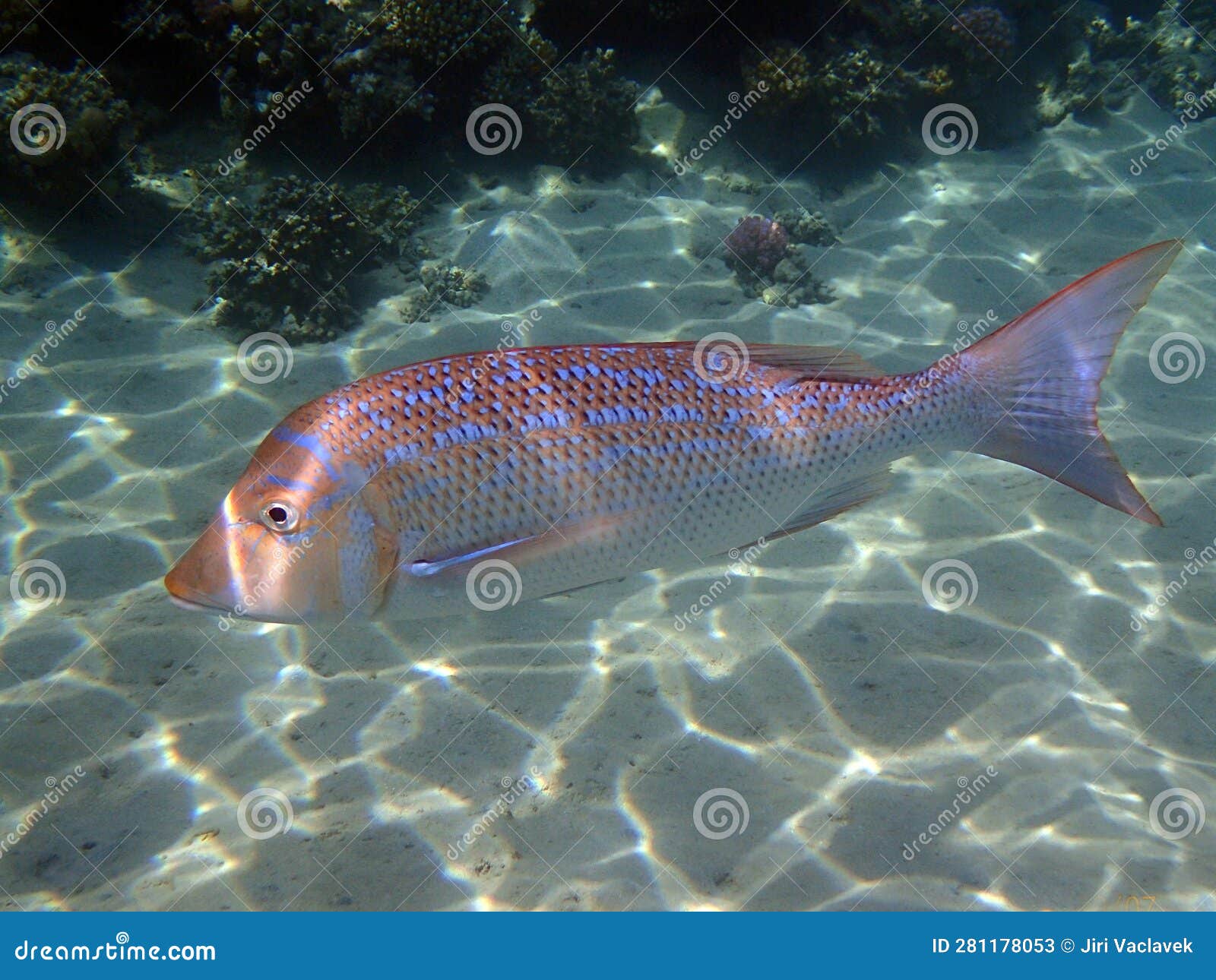 Lethrinus Nebulosus Fish, Egypt Stock Image - Image of colorful, travel ...