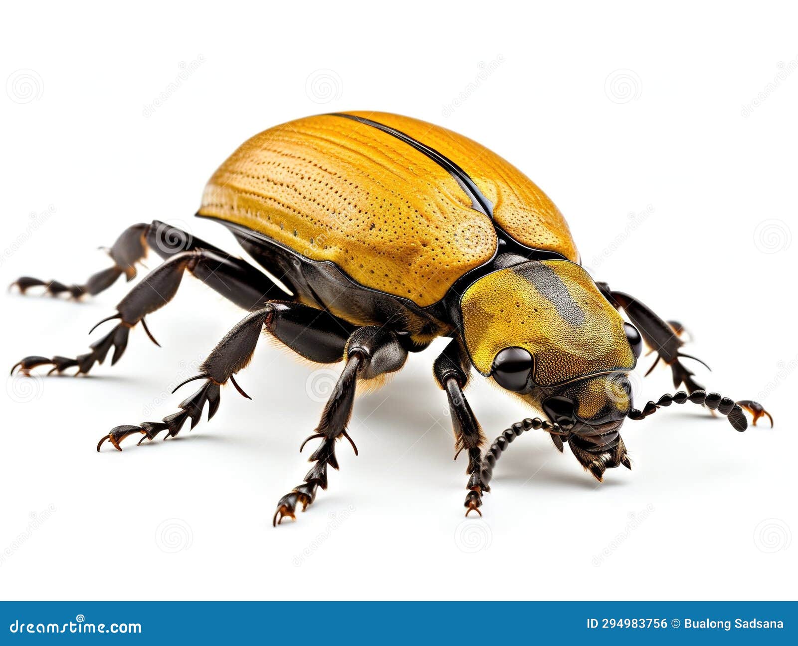 Lethrus apterus stock photo. Image of generative, models - 294983756