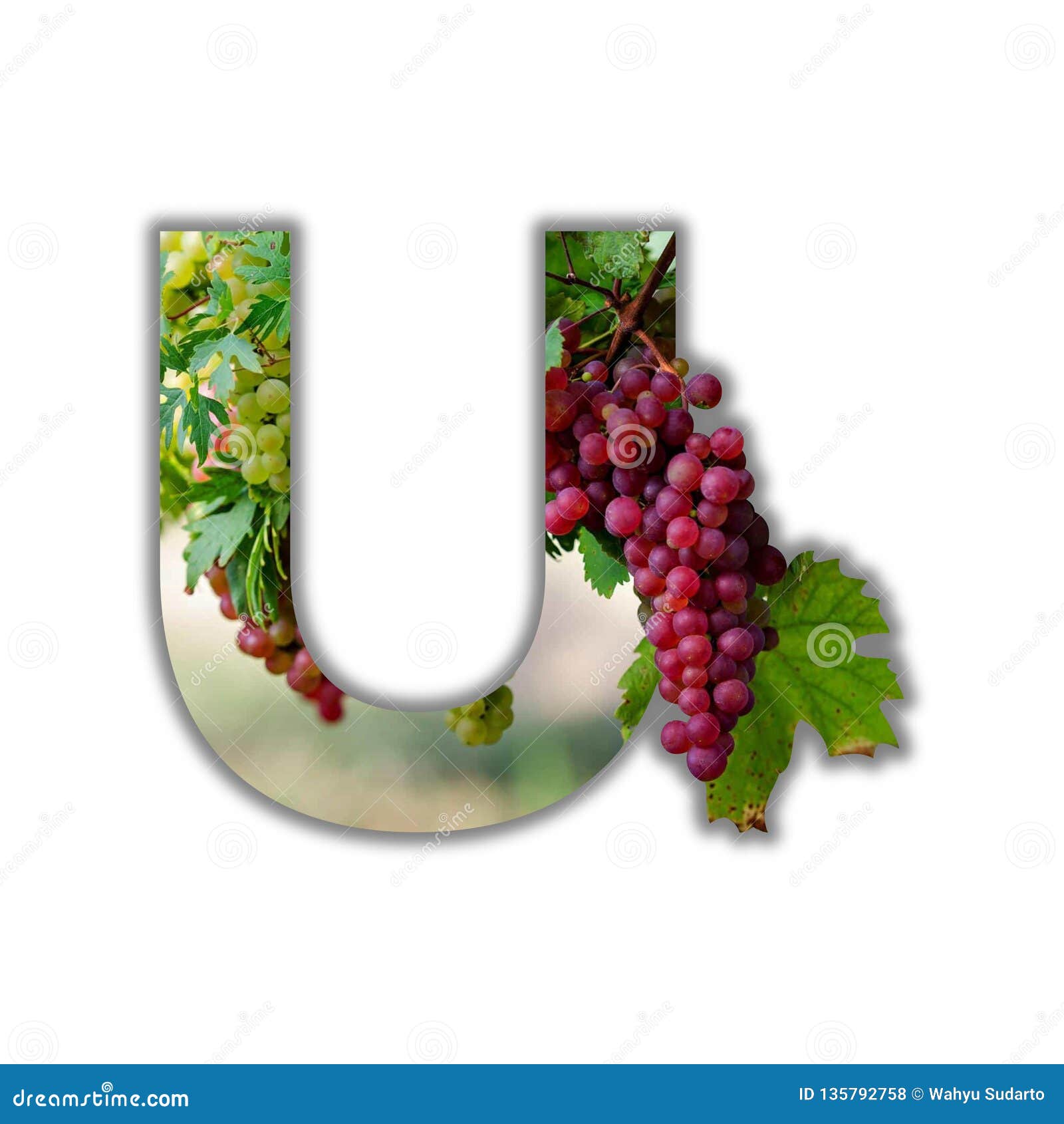 A Letra U Fez De Uvas Reais Foto de Stock - Imagem de grupo, uvas ...