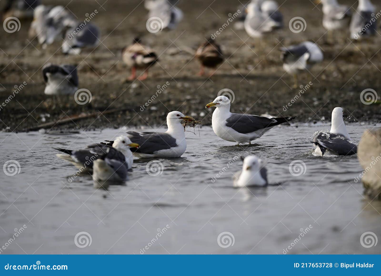 Common Gull with Nesting Materials Stock Photo - Image of wildlife ...