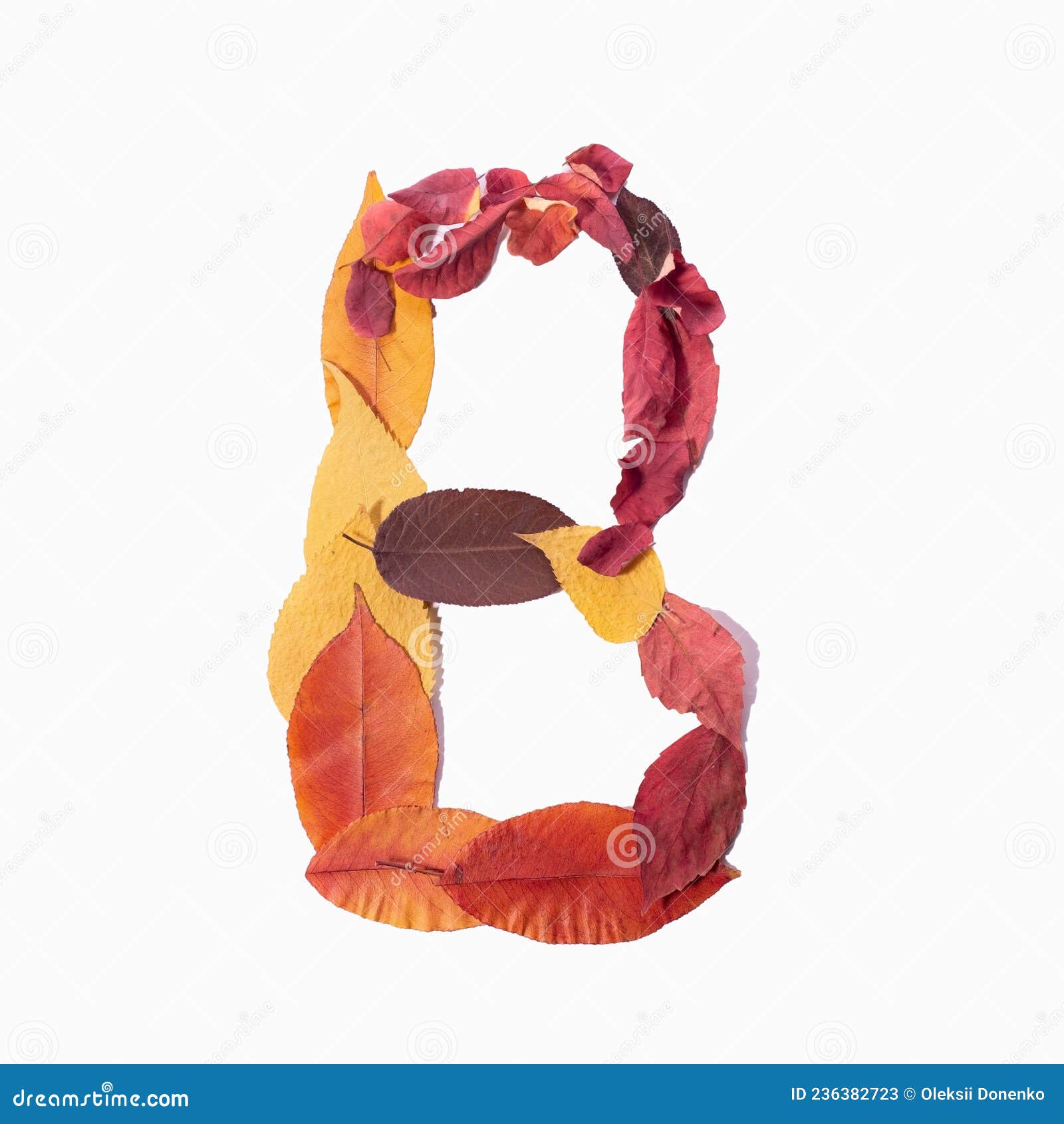 Letter B Autumn Leaves Isolate on White Background Stock Image - Image ...