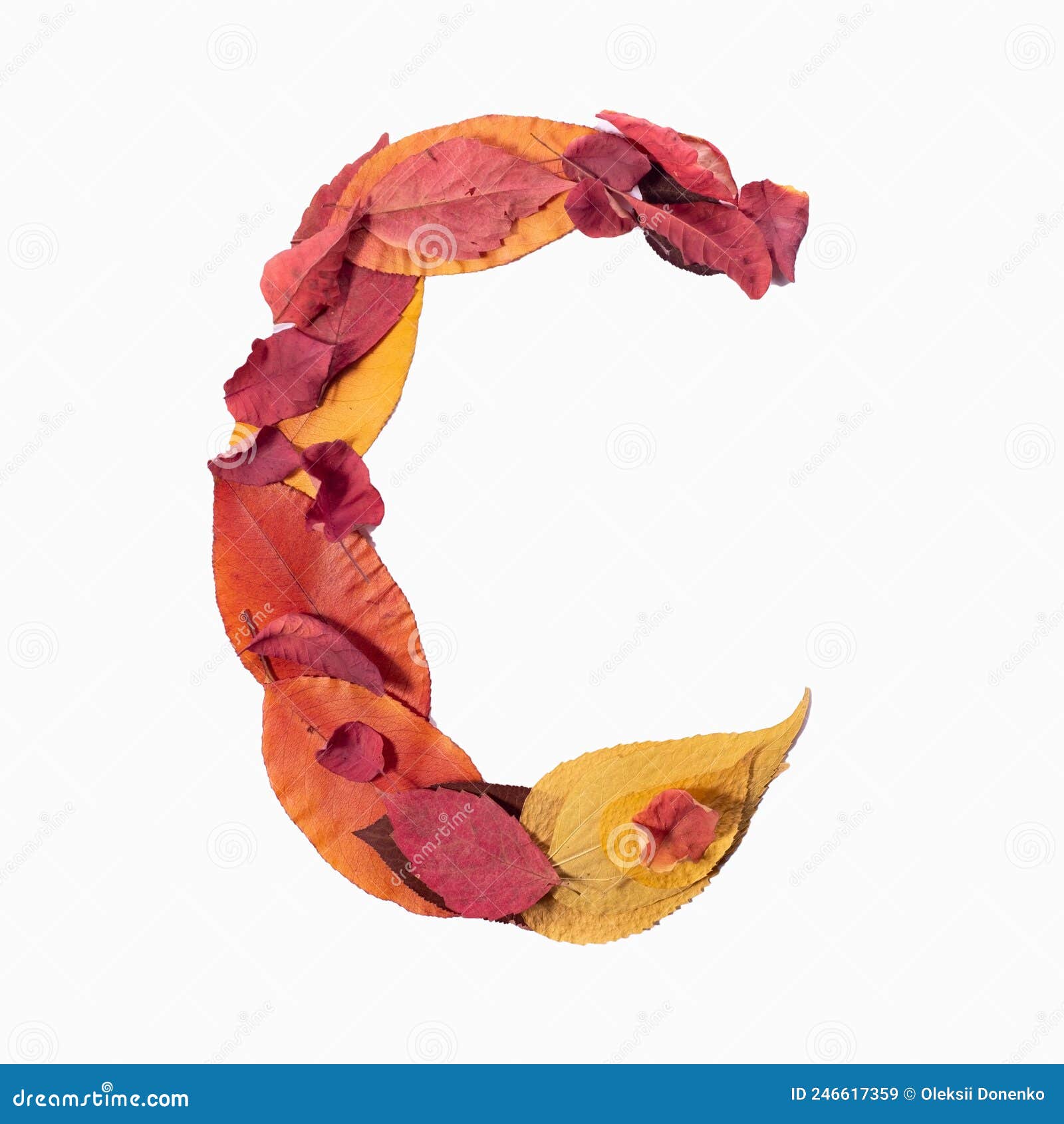 Letter C Autumn Leaves Isolate on White Background Stock Image - Image ...