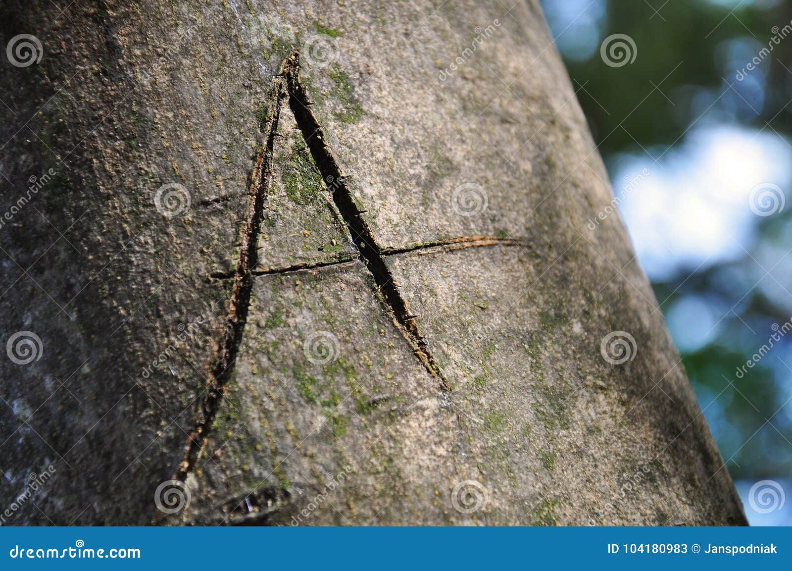 The Letter â€œAâ€ Carved into the Tree Bark Stock Image - Image of ...