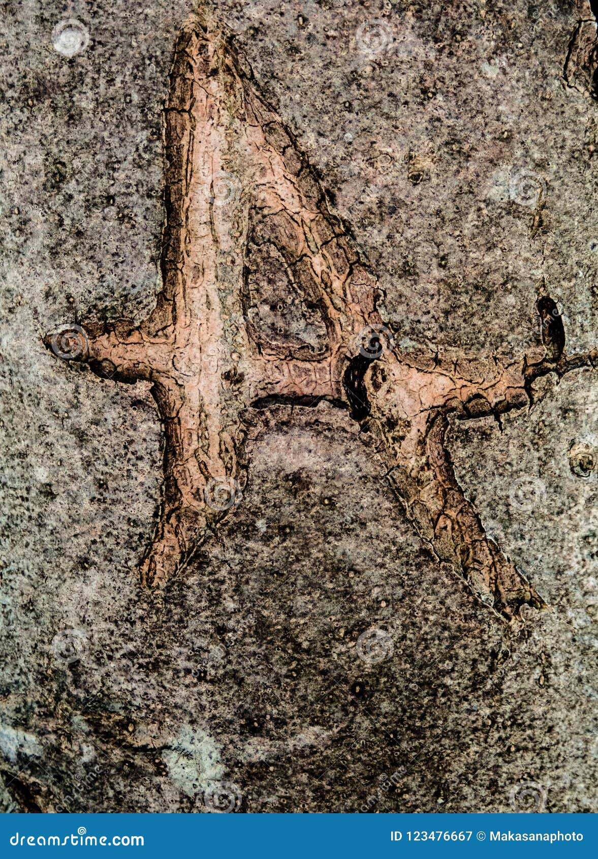 Letter a on a tree trunk stock image. Image of nature - 123476667