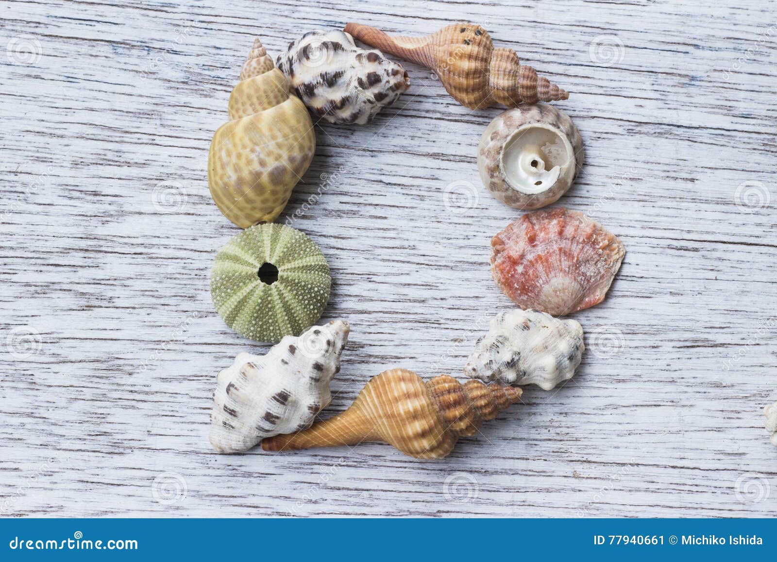 Letter D made of seashell stock image. Image of urchin - 77940661