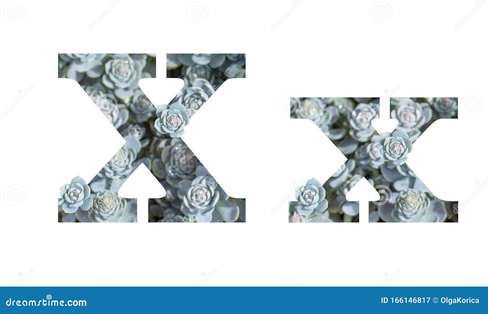 Letter X English Alphabet Lowercase and Uppercase Isolated on White ...