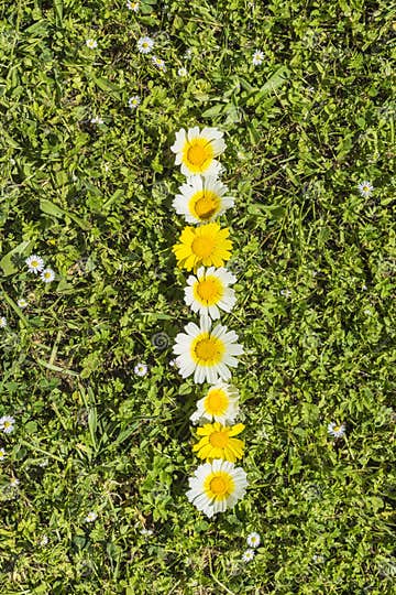 Letter I flower alphabet stock photo. Image of macro - 52517168