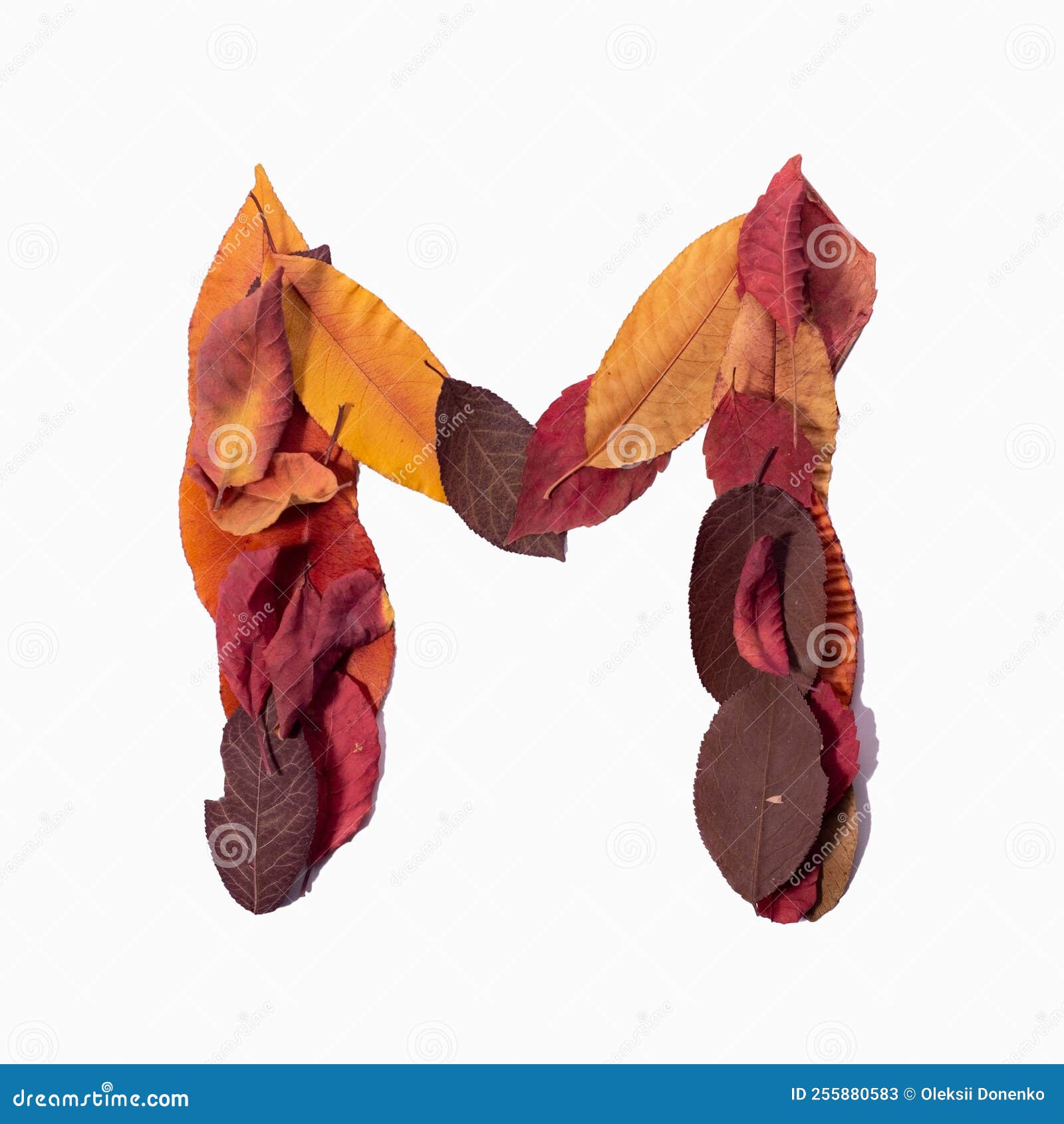 Letter M Autumn Leaves Isolate on White Background Stock Image - Image ...
