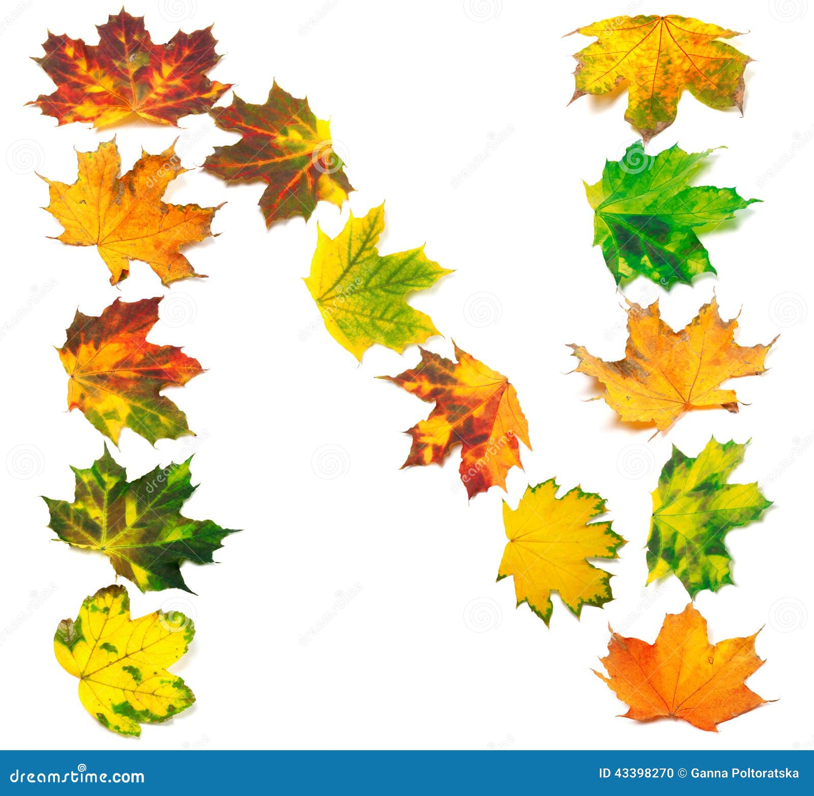 Letter N Composed of Autumn Maple Leafs Stock Photo - Image of detail ...