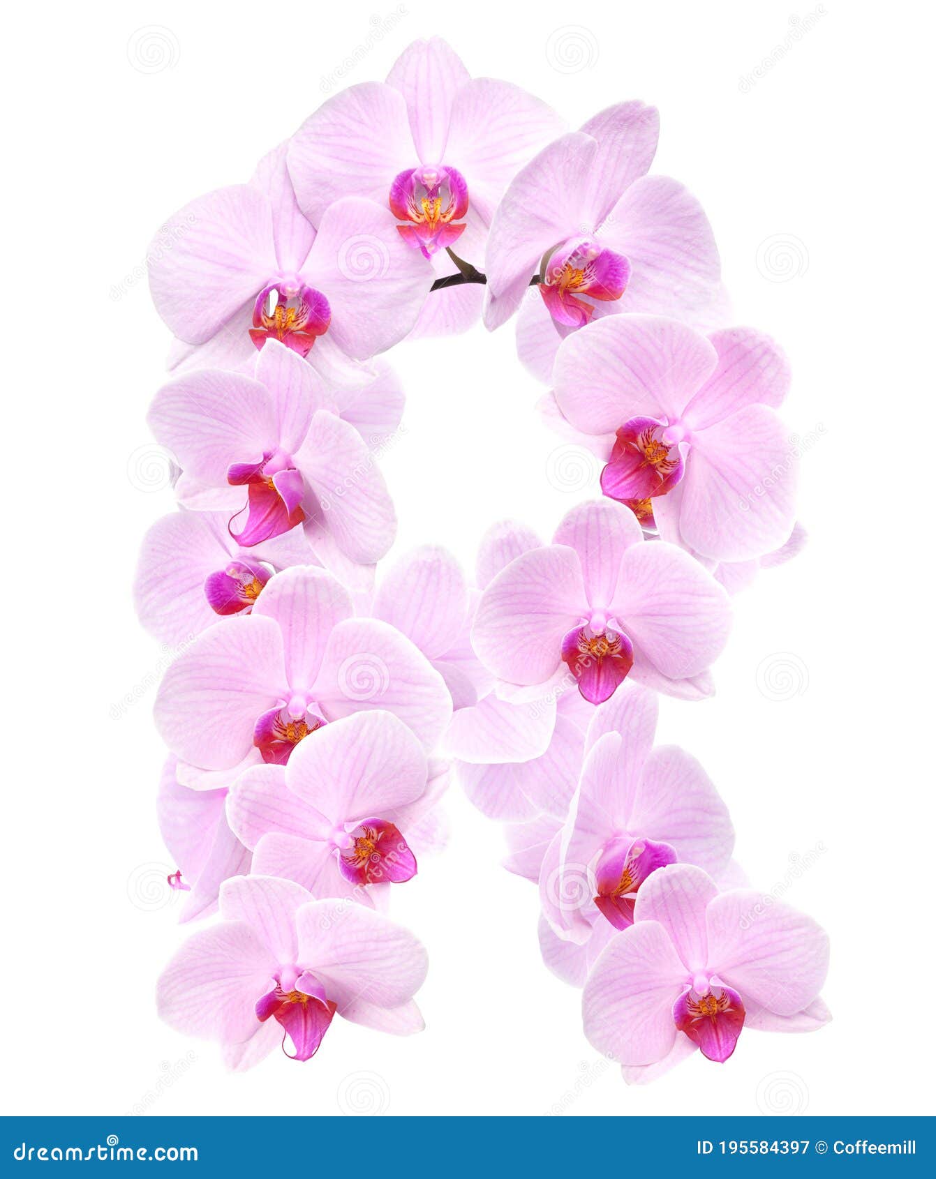 Letter R from Orchid Flowers Stock Image - Image of bloom, bouquet ...