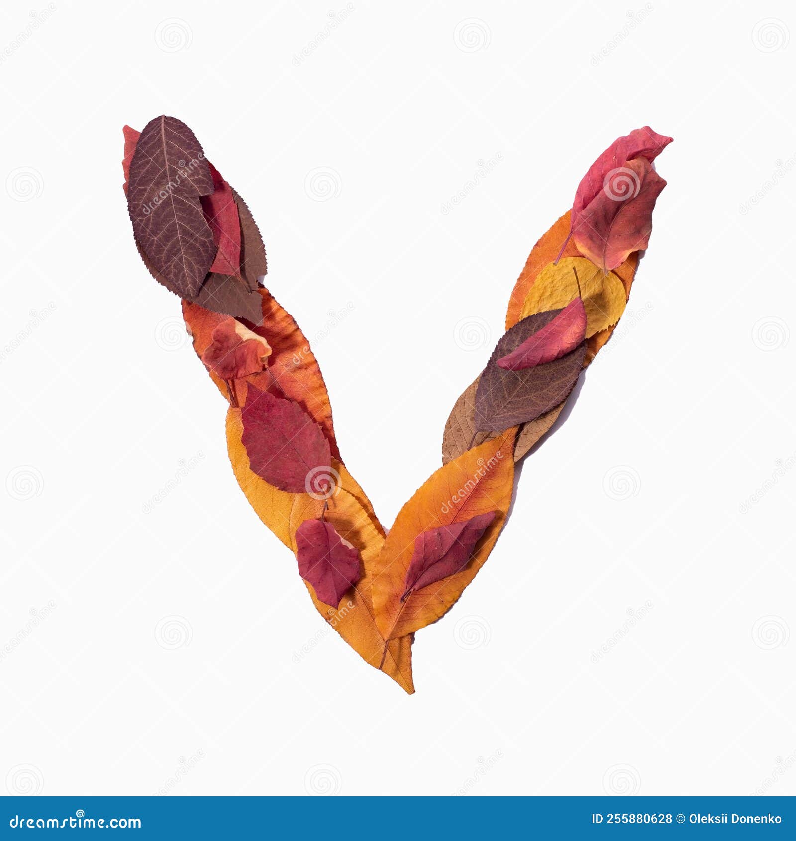 Letter V Autumn Leaves Isolate on White Background Stock Photo - Image ...