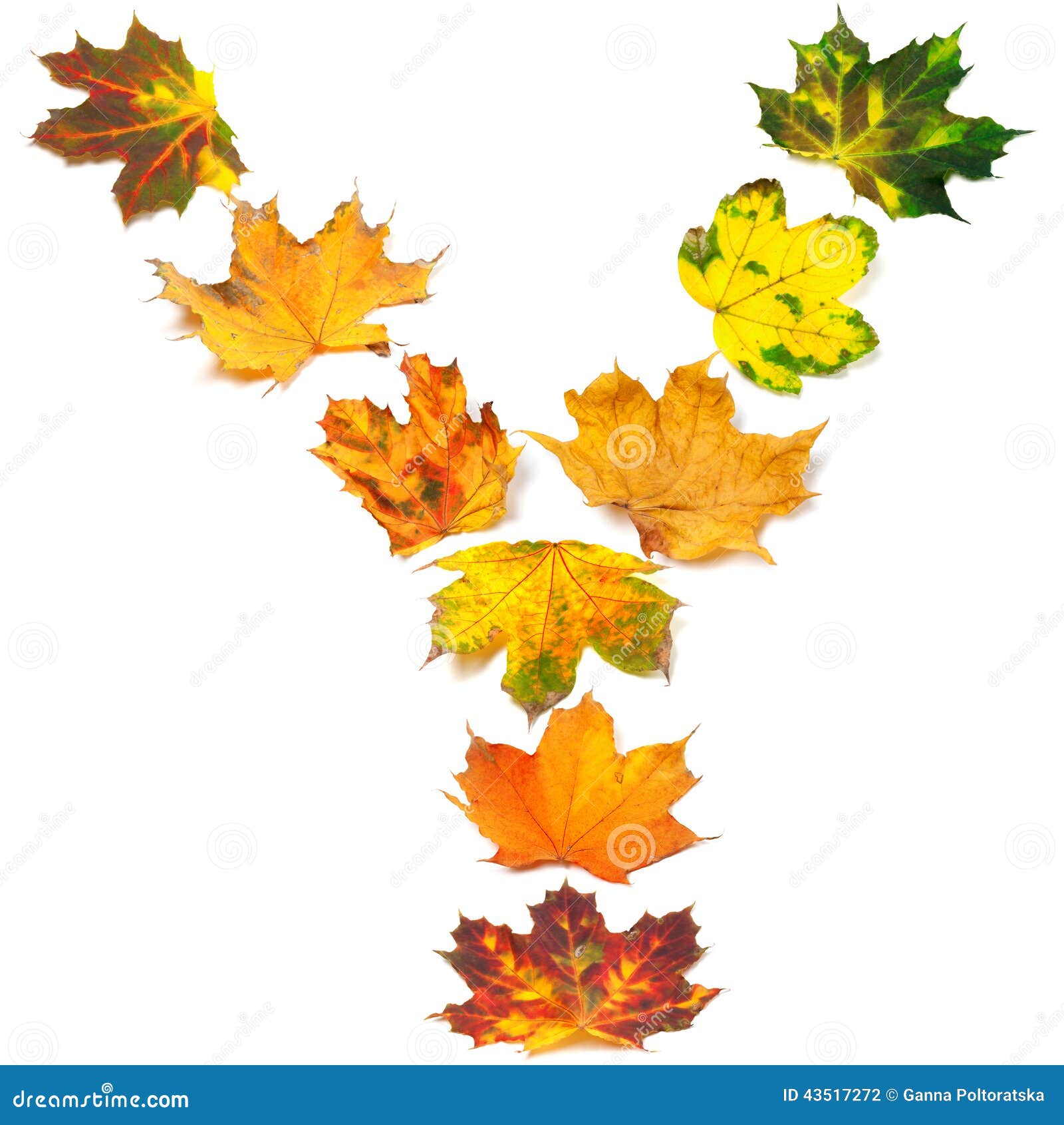 Letter Y Composed of Autumn Maple Leafs Stock Photo - Image of foliage ...
