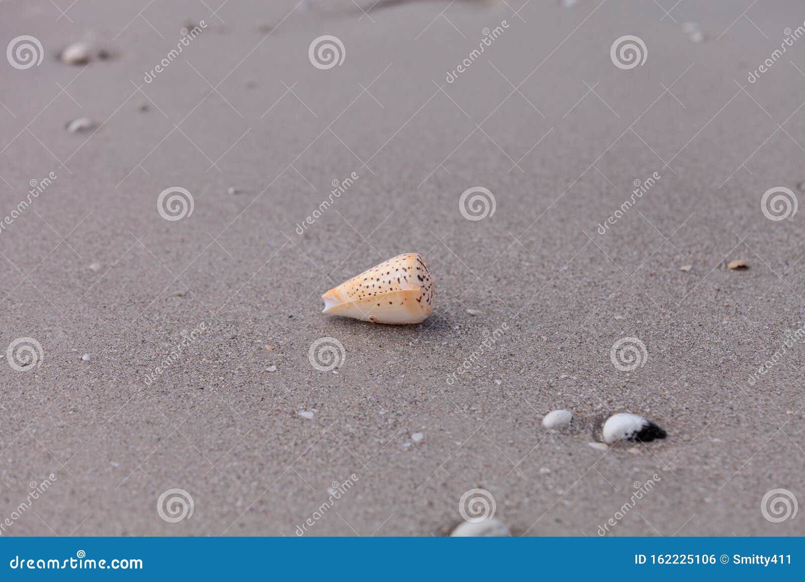 Lettered Cone Snail Conus Litteratus on the Sand Stock Photo - Image of ...