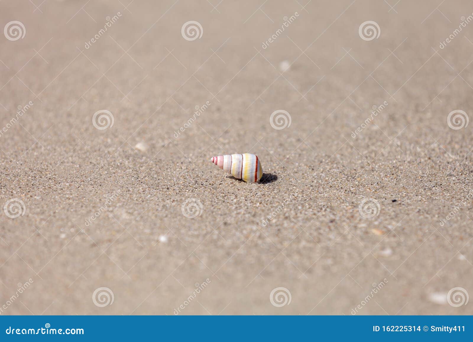 Haitian Tree Snail Rainbow Striped Shell Liguus Virgineus Stock Photo ...