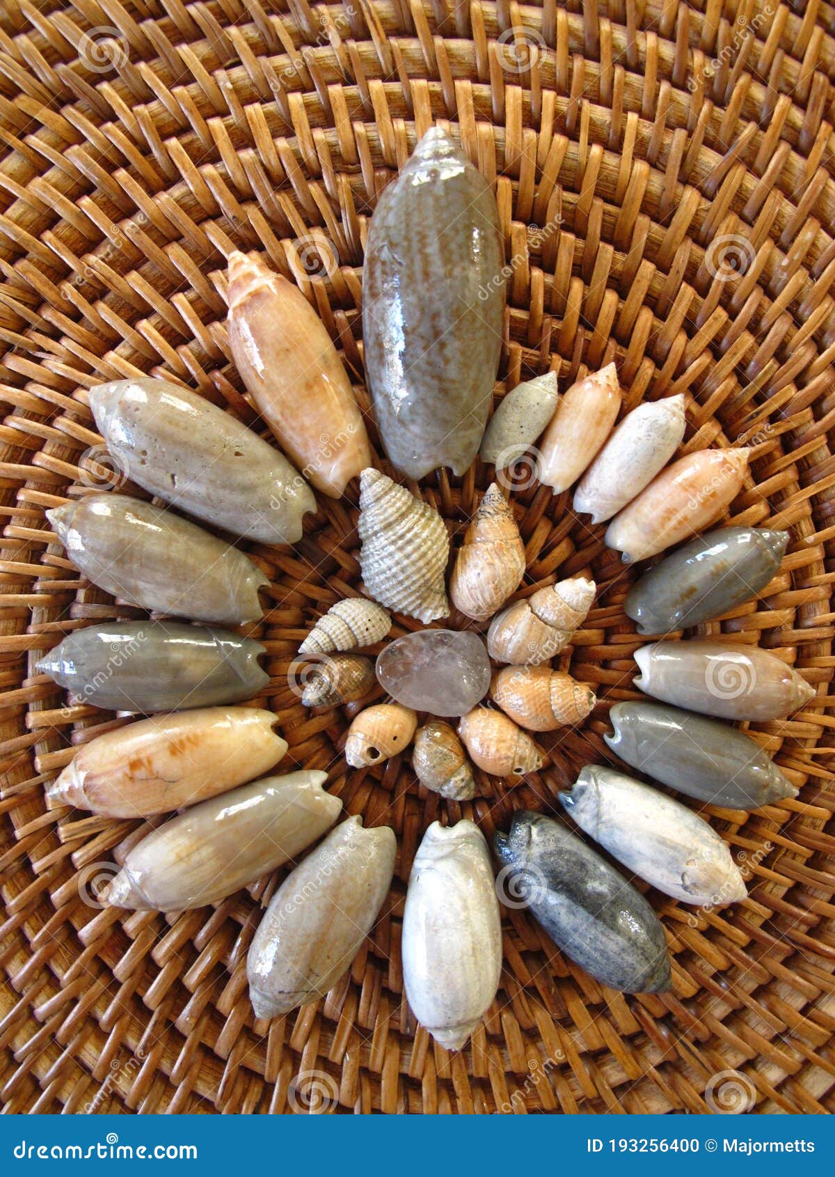 Lettered Olive Shell In Sand Stock Photography | CartoonDealer.com ...