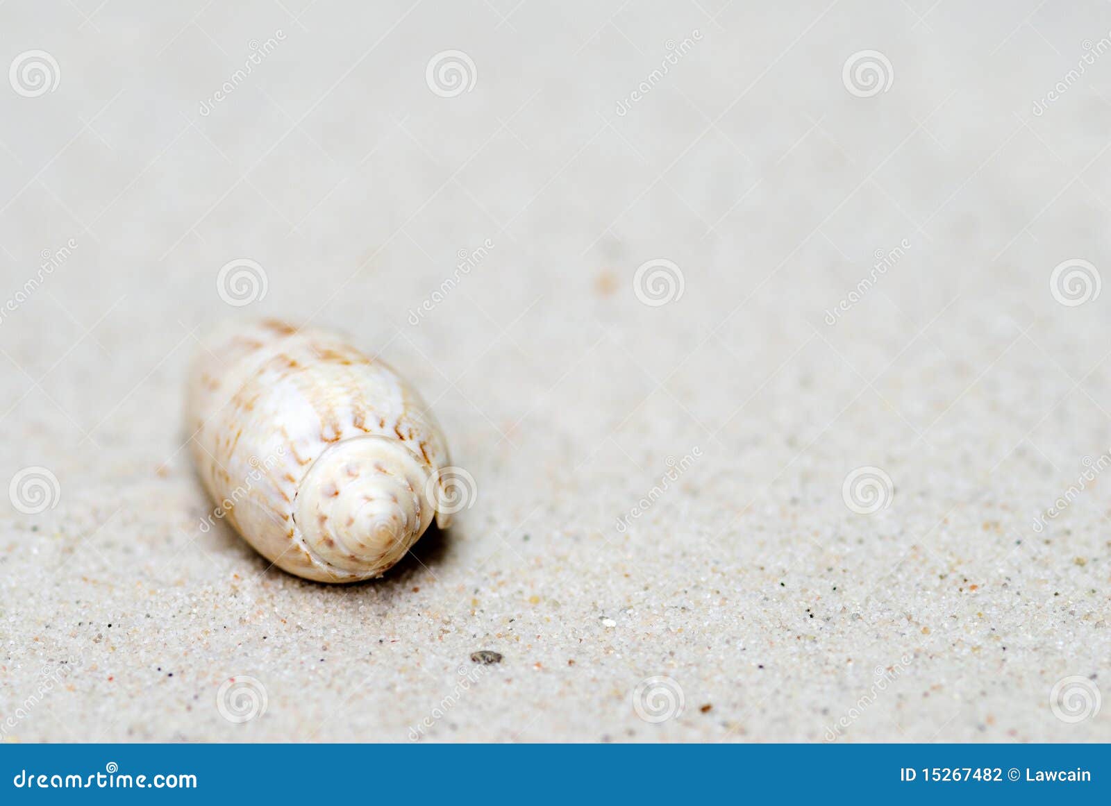Lettered Olive Shell in Sand Stock Photo - Image of dorsal, brown: 15267482