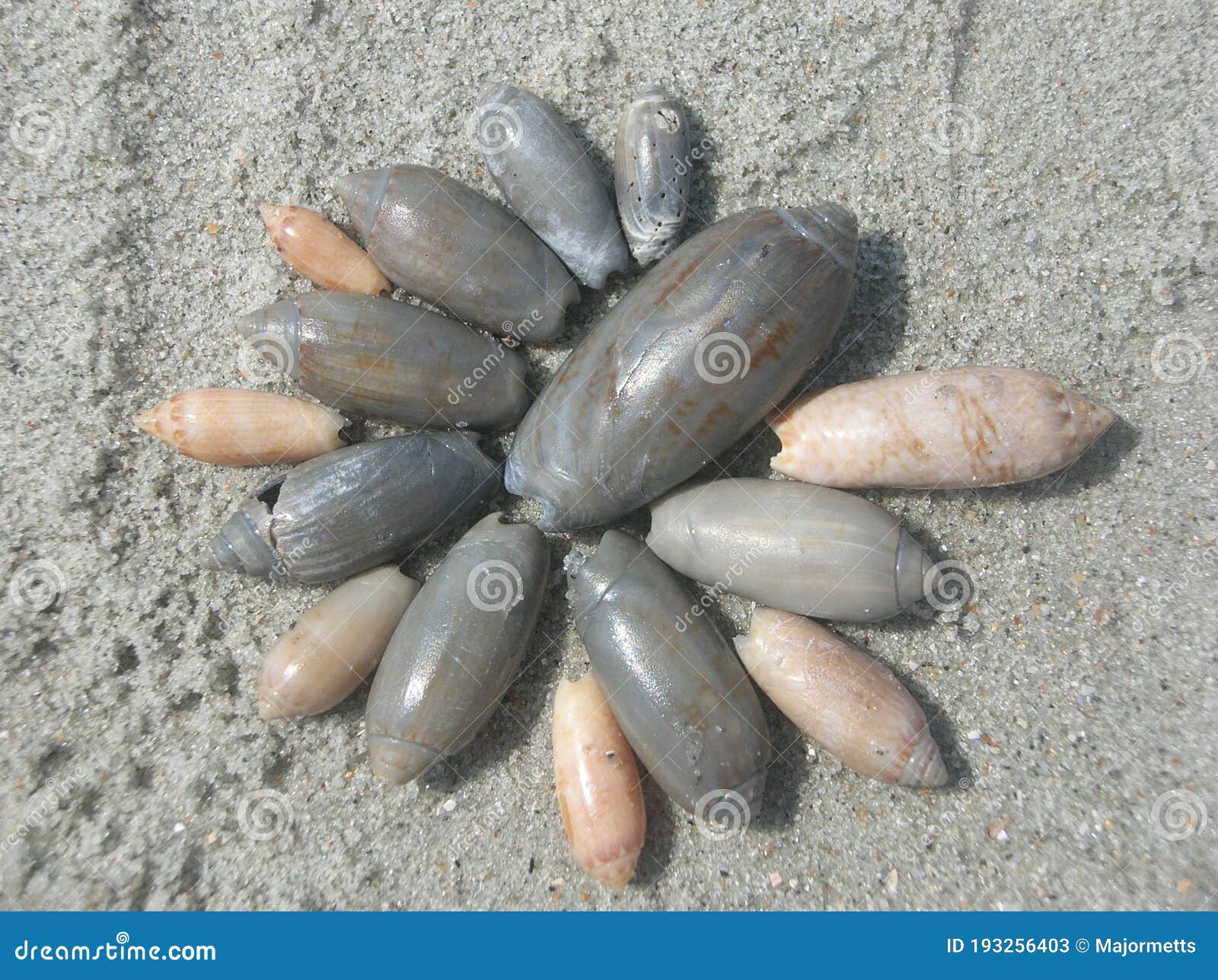 Lettered Olive Shell In Sand Stock Photography | CartoonDealer.com ...
