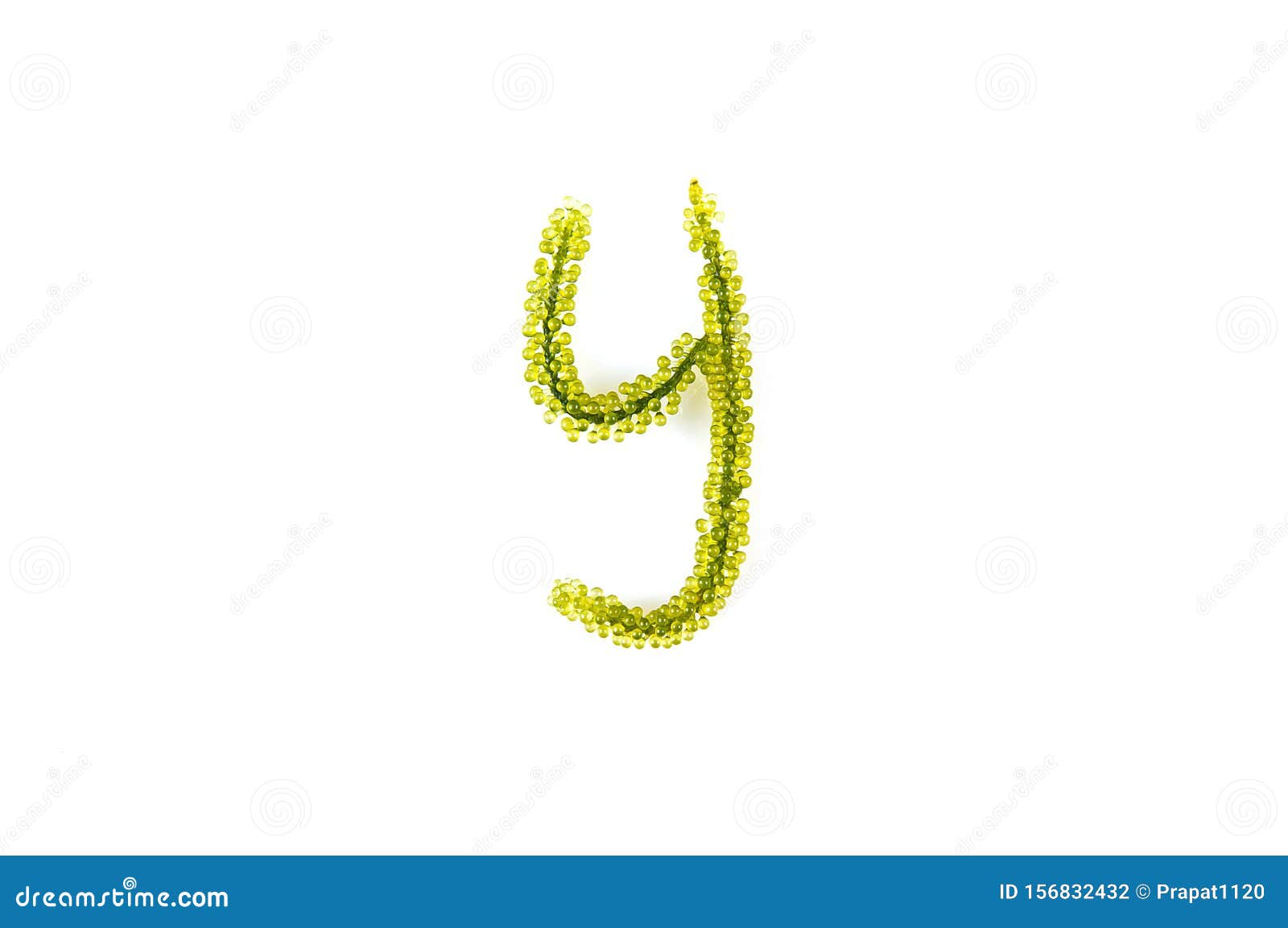 Letters from seaweed stock photo. Image of alphabet - 156832432