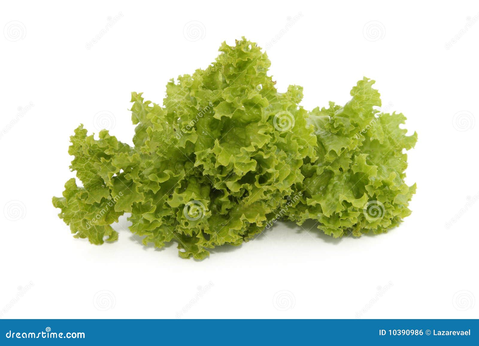 Lettice fotografia stock. Immagine di sfondo, cuoco, giardino - 10390986