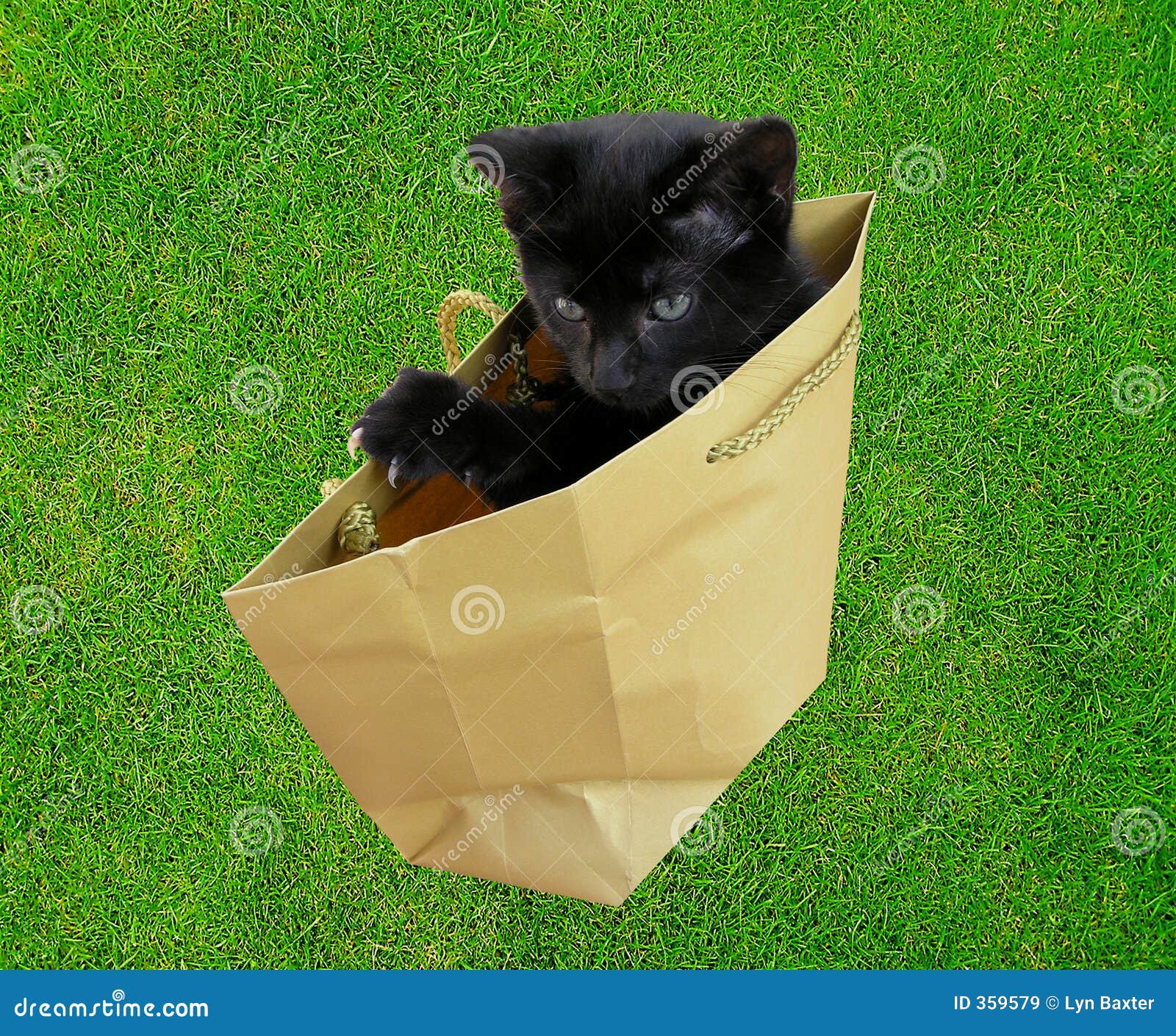 Letting the Cat Out of the Bag Stock Image - Image of black, animal: 359579