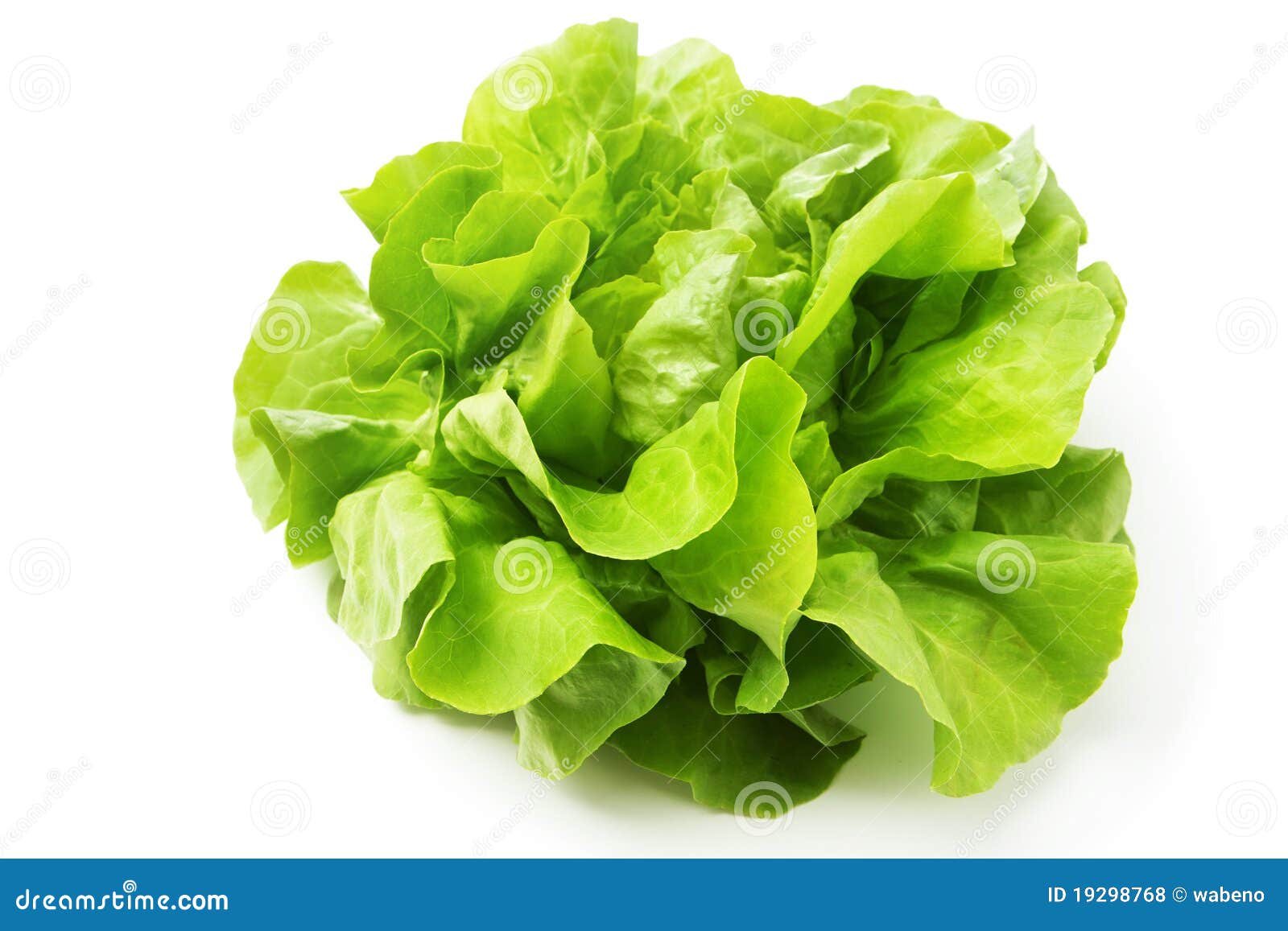 Lettuce stock photo. Image of leaf, ingredient, salad - 19298768
