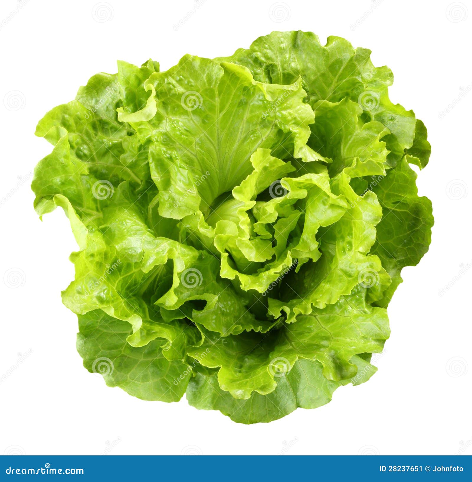 Lettuce stock image. Image of green, healthy, vegetable - 28237651