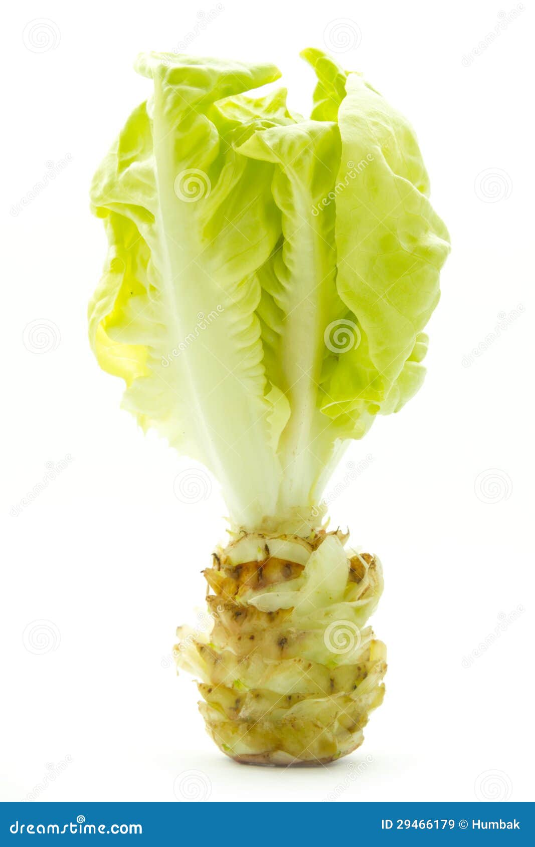 Lettuce stock image. Image of head, organic, closeup - 29466179