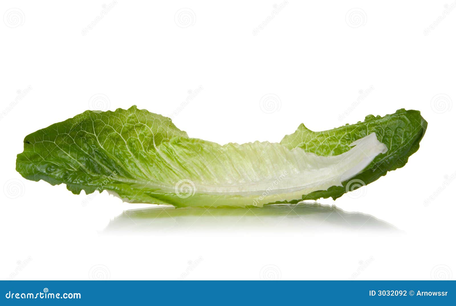 Lettuce stock photo. Image of leaf, white, plant, isolated - 3032092