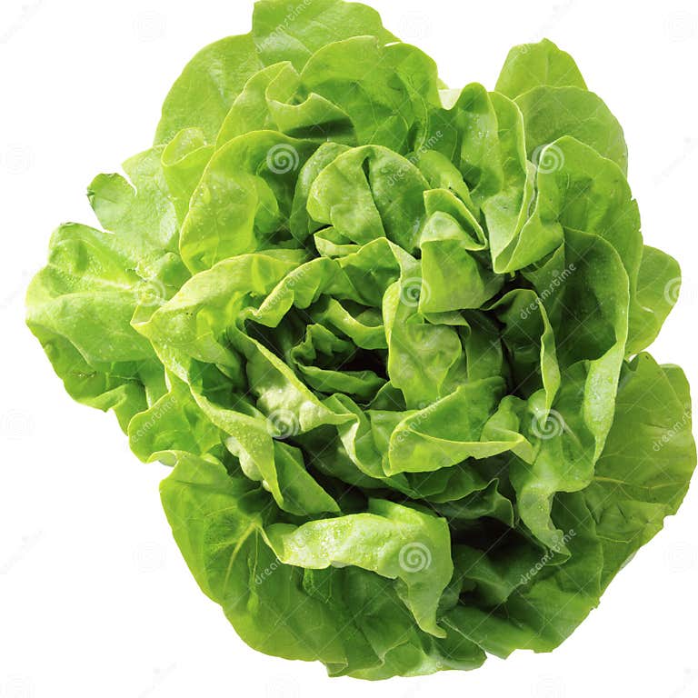 Lettuce stock image. Image of dietary, leaf, lettuce, staple - 3573613