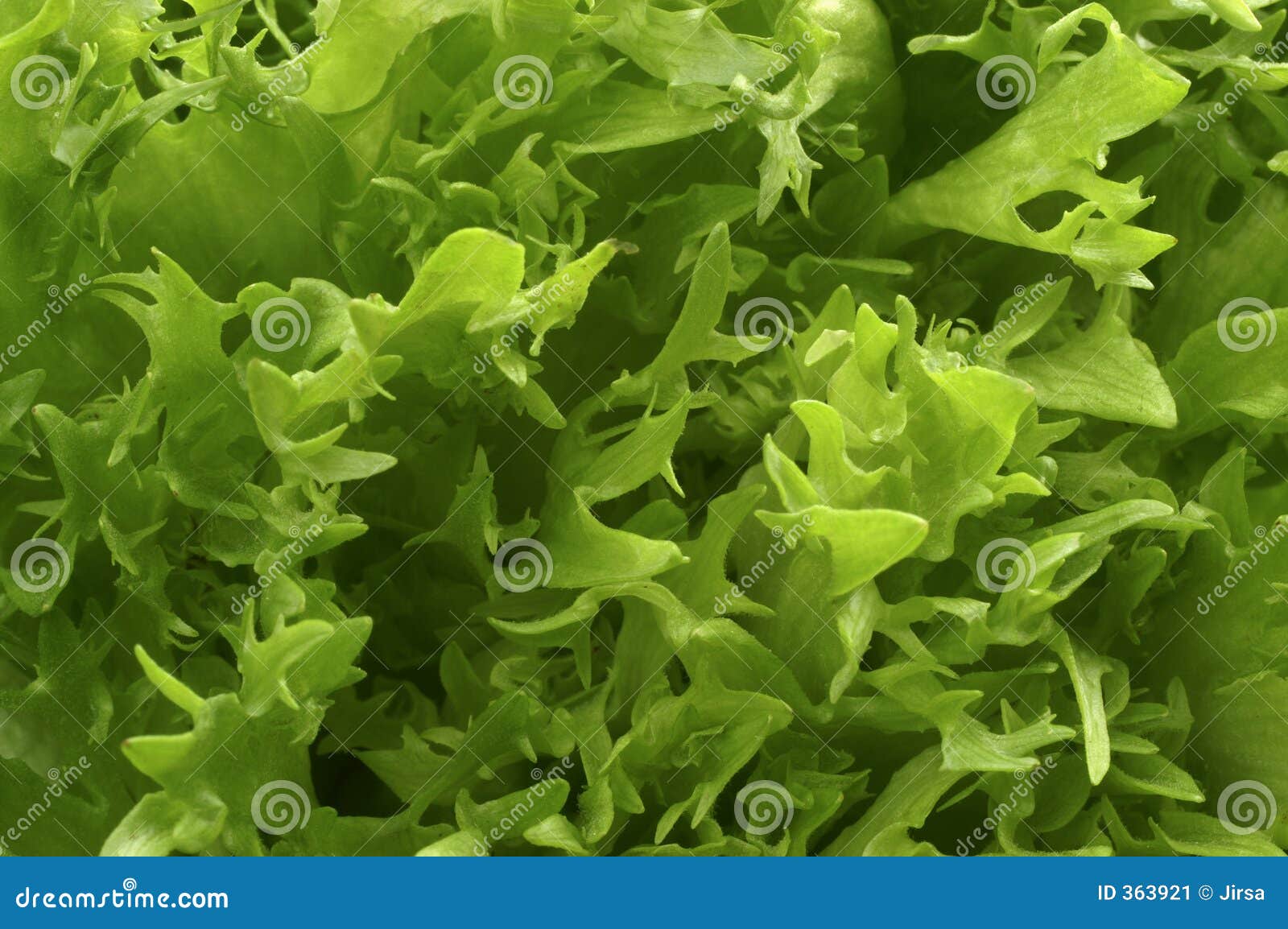 Lettuce stock image. Image of diet, food, fitness, curly - 363921