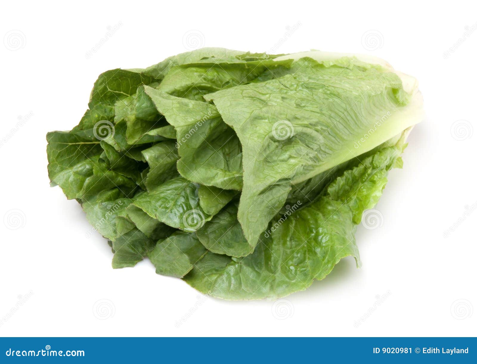 Lettuce stock image. Image of salad, vegetable, color - 9020981