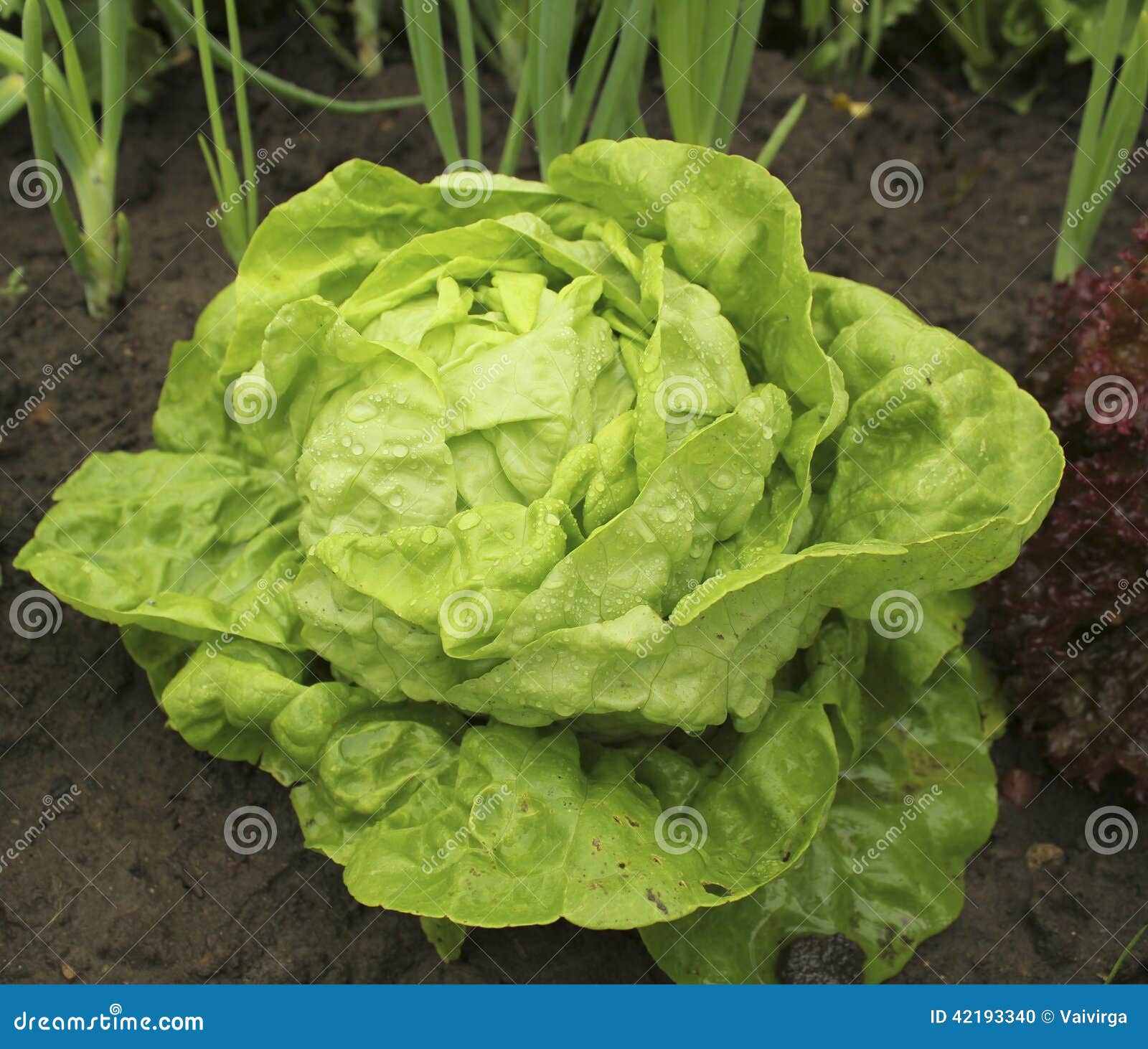 Lettuce (all The Year Round) Growing In Soil Stock Photography ...