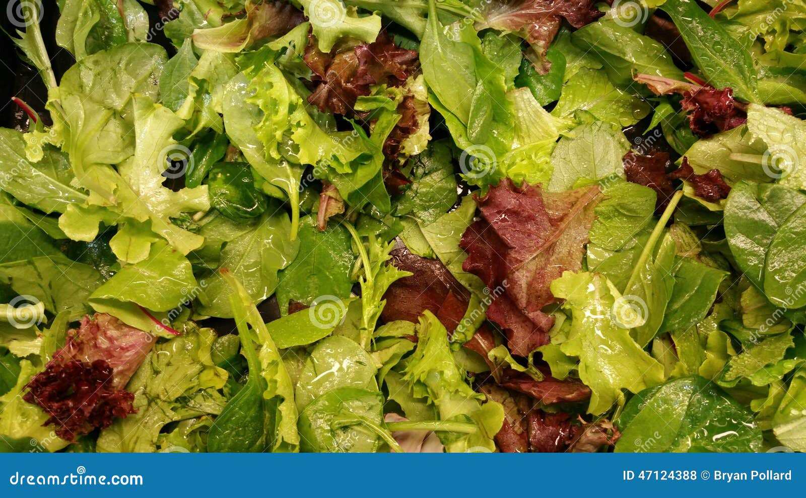 Lettuce stock photo. Image of growing, organic, nutrition - 47124388