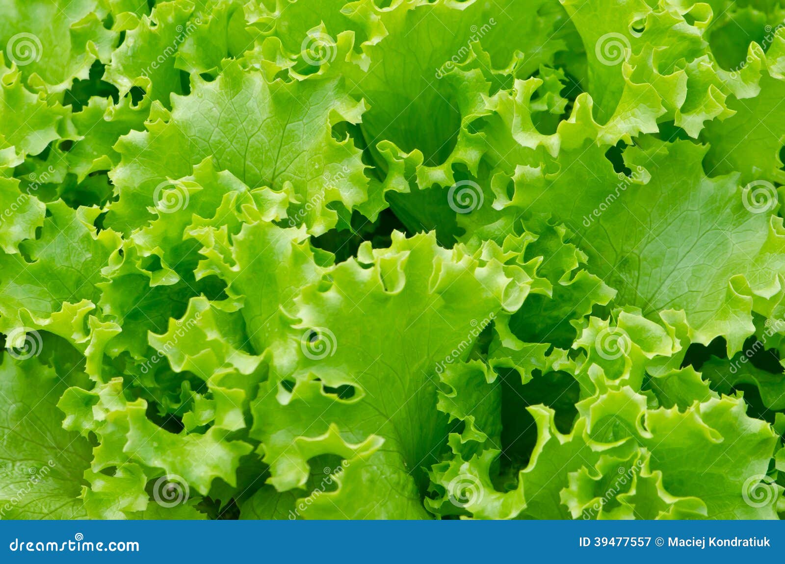 Lettuce stock image. Image of agriculture, life, harvest - 39477557