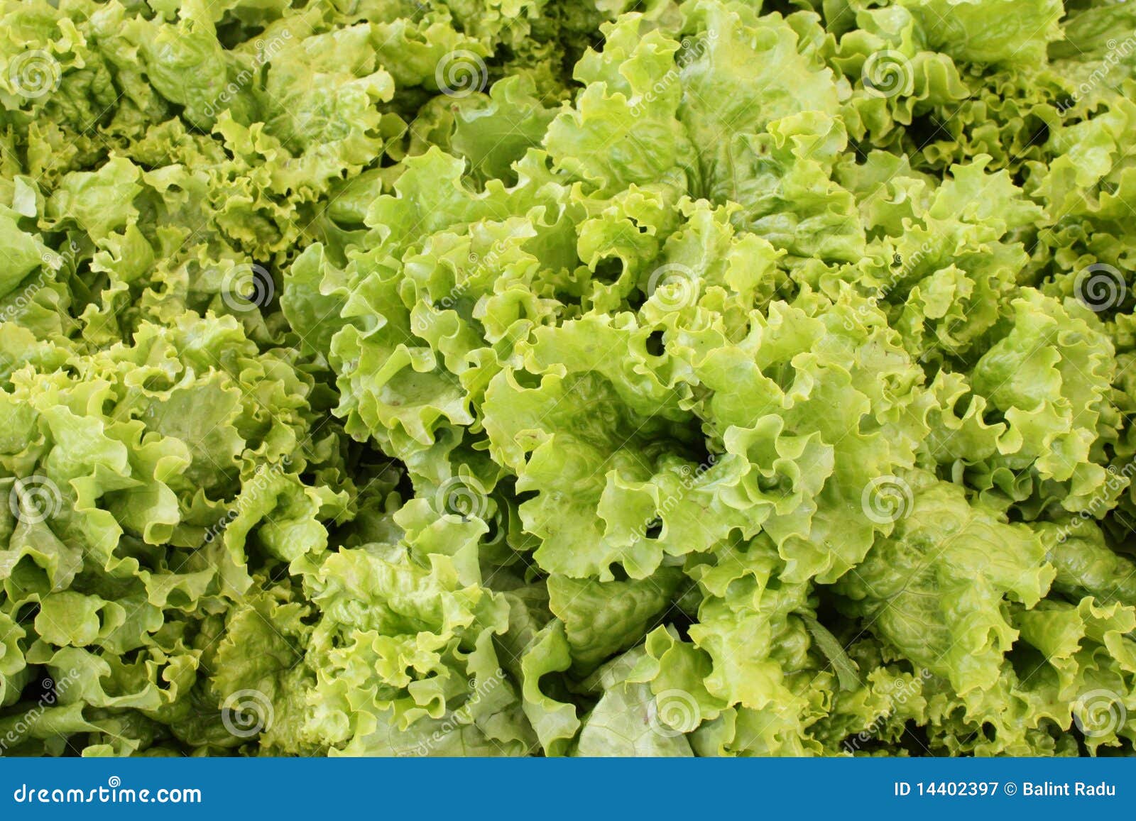 Lettuce background stock image. Image of food, concept - 14402397