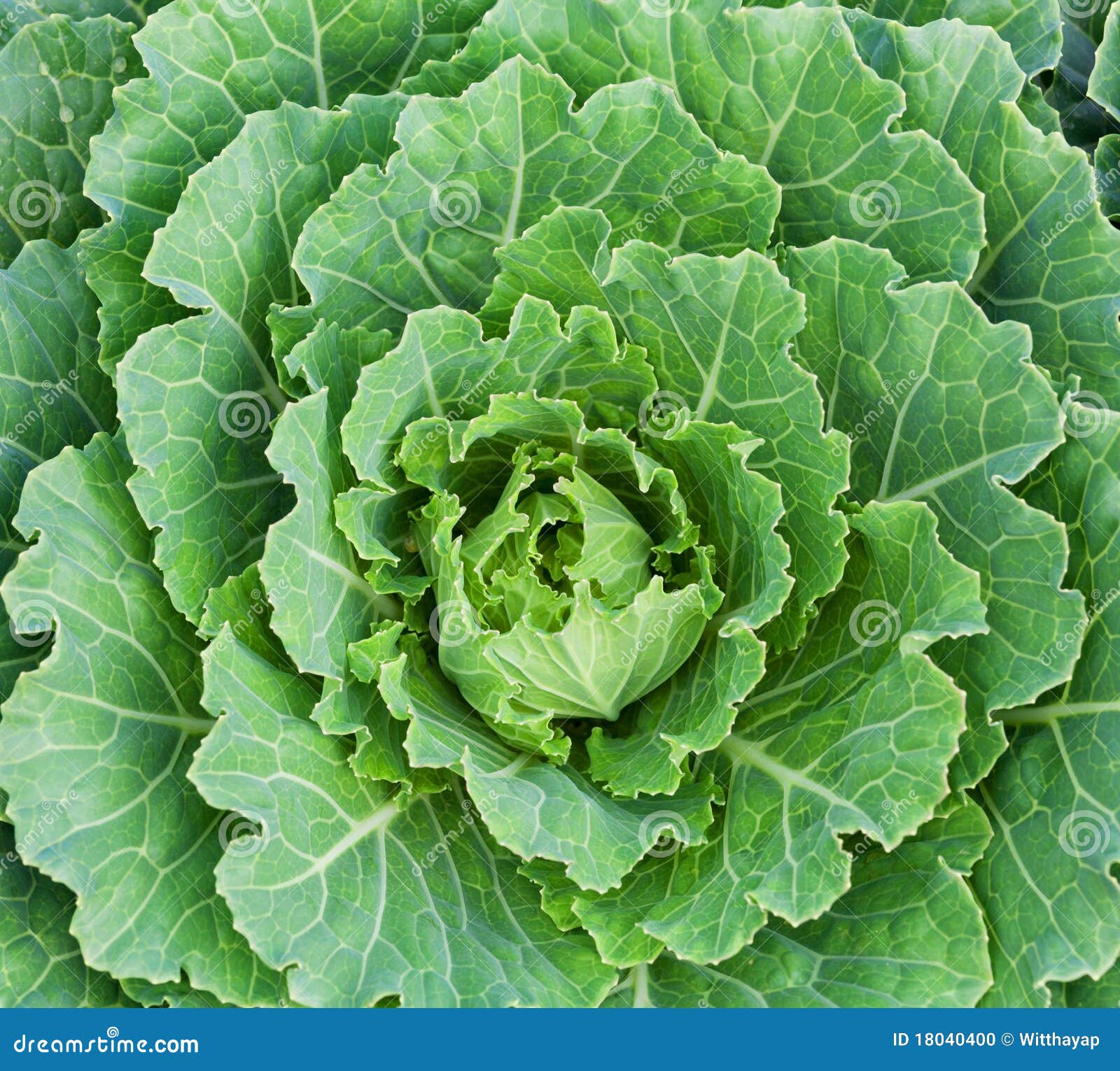Lettuce Background Stock Photography | CartoonDealer.com #18040400